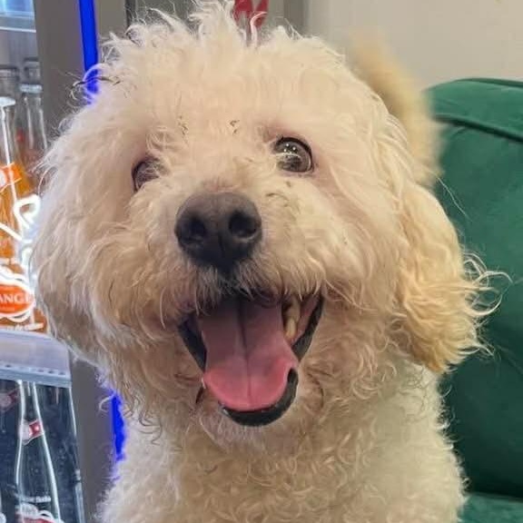 Cornelius - Adoptable Pet | Petfinder | Petfinder