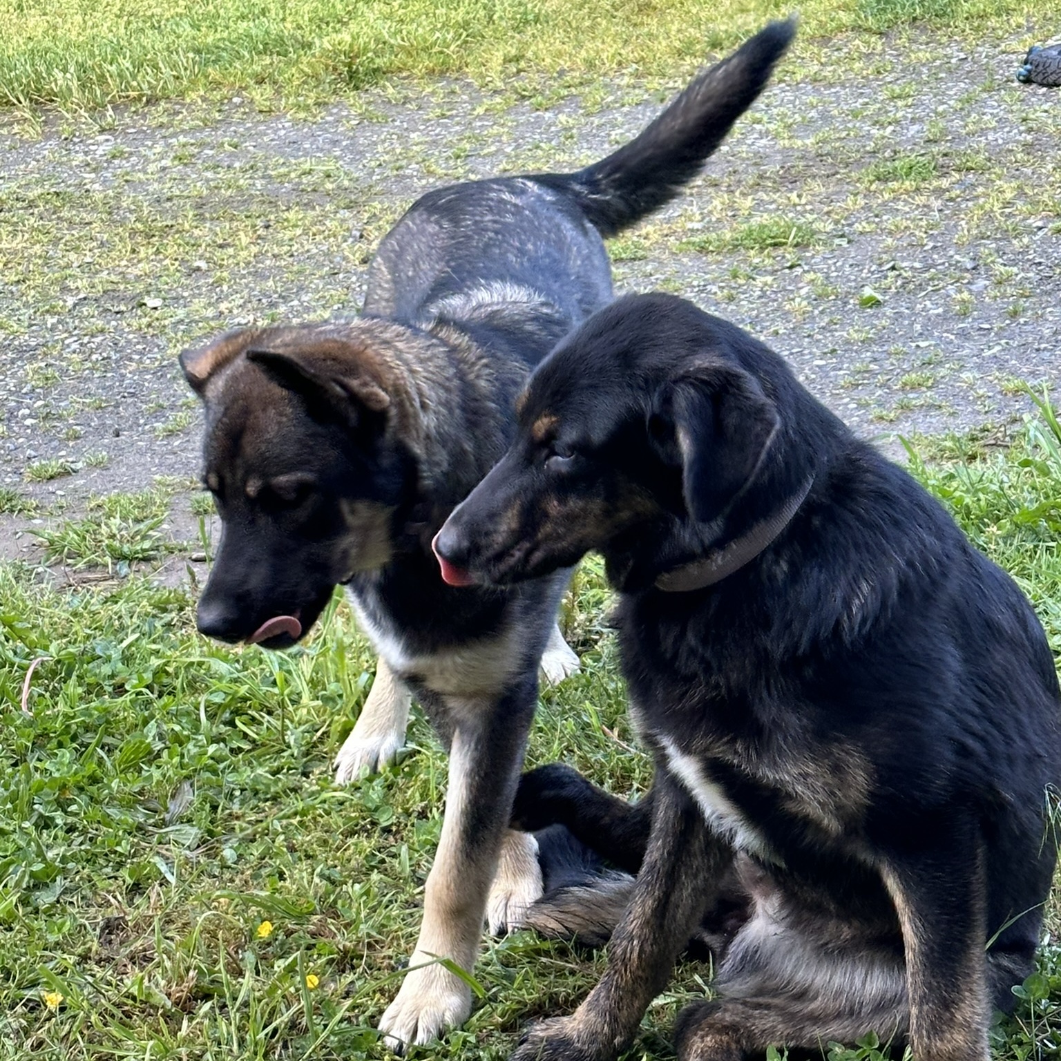 Dog for adoption - Lucy, a German Shepherd Dog & Labrador Retriever Mix ...