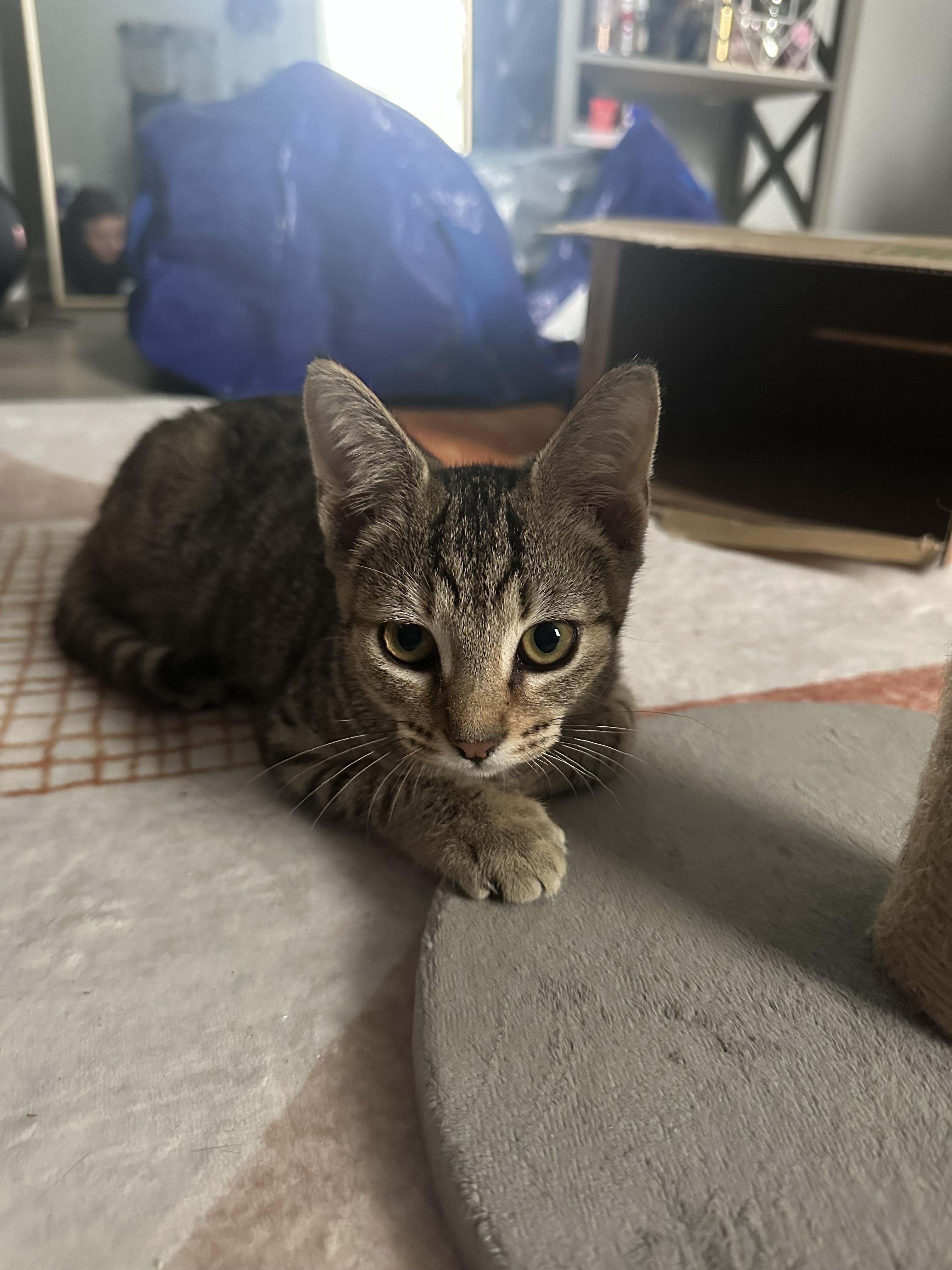 Cat for adoption - Tilda, a Tabby in Milford, CT | Petfinder