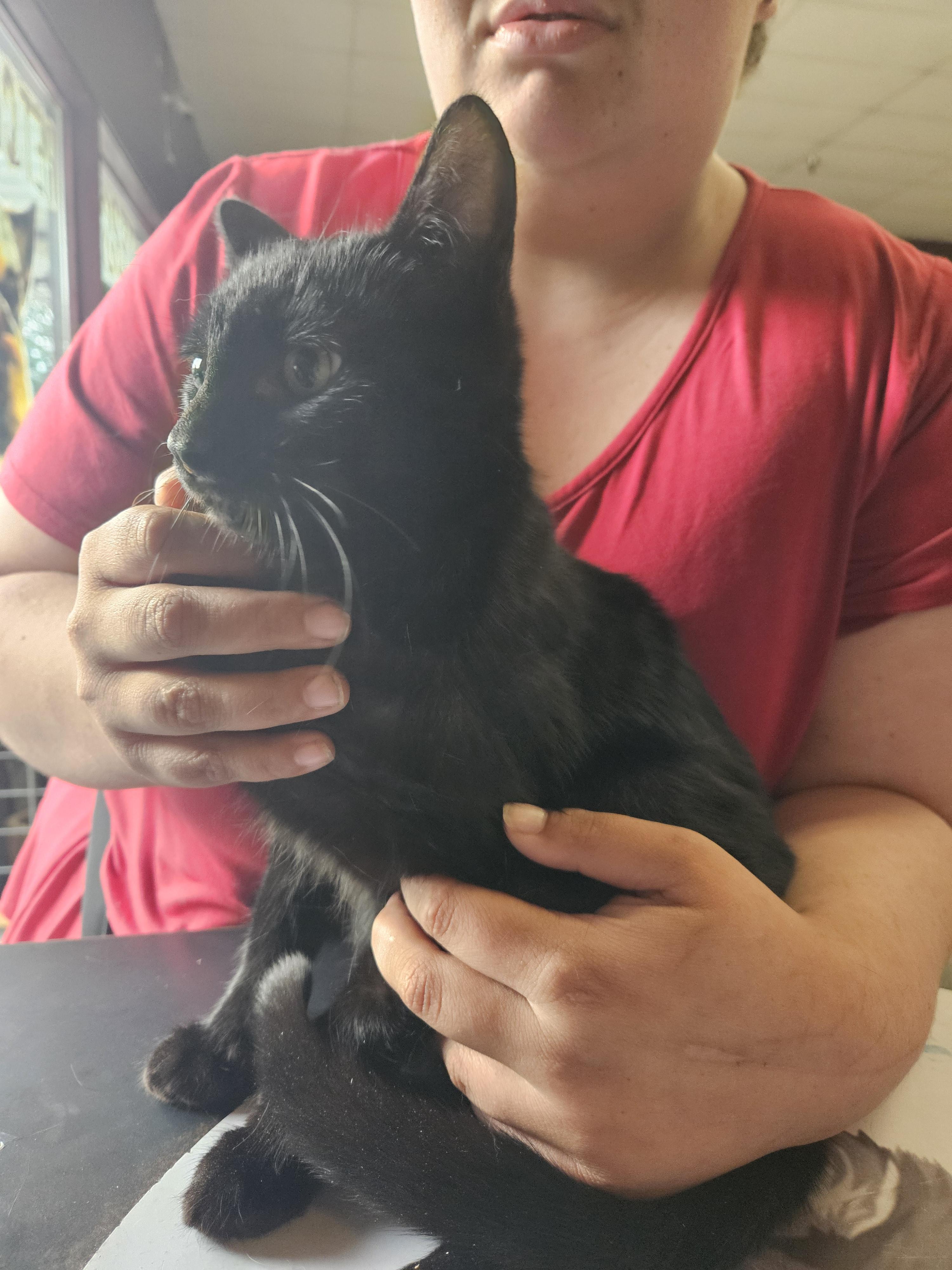 Cat for adoption - Meyer, a Domestic Short Hair in CLINTON, WA | Petfinder