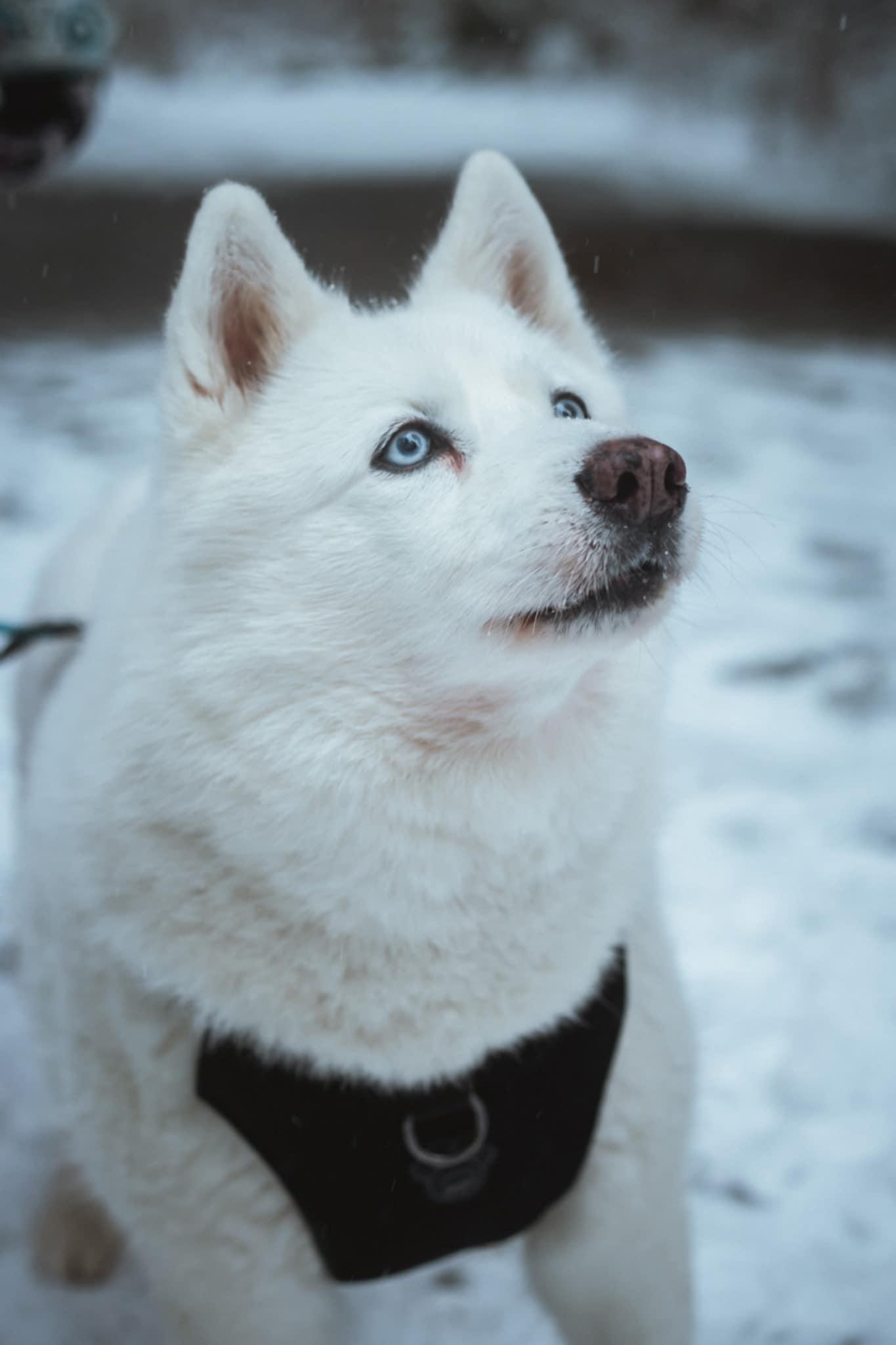 Dog for adoption - Elsa, a Siberian Husky in Burnaby, BC | Petfinder