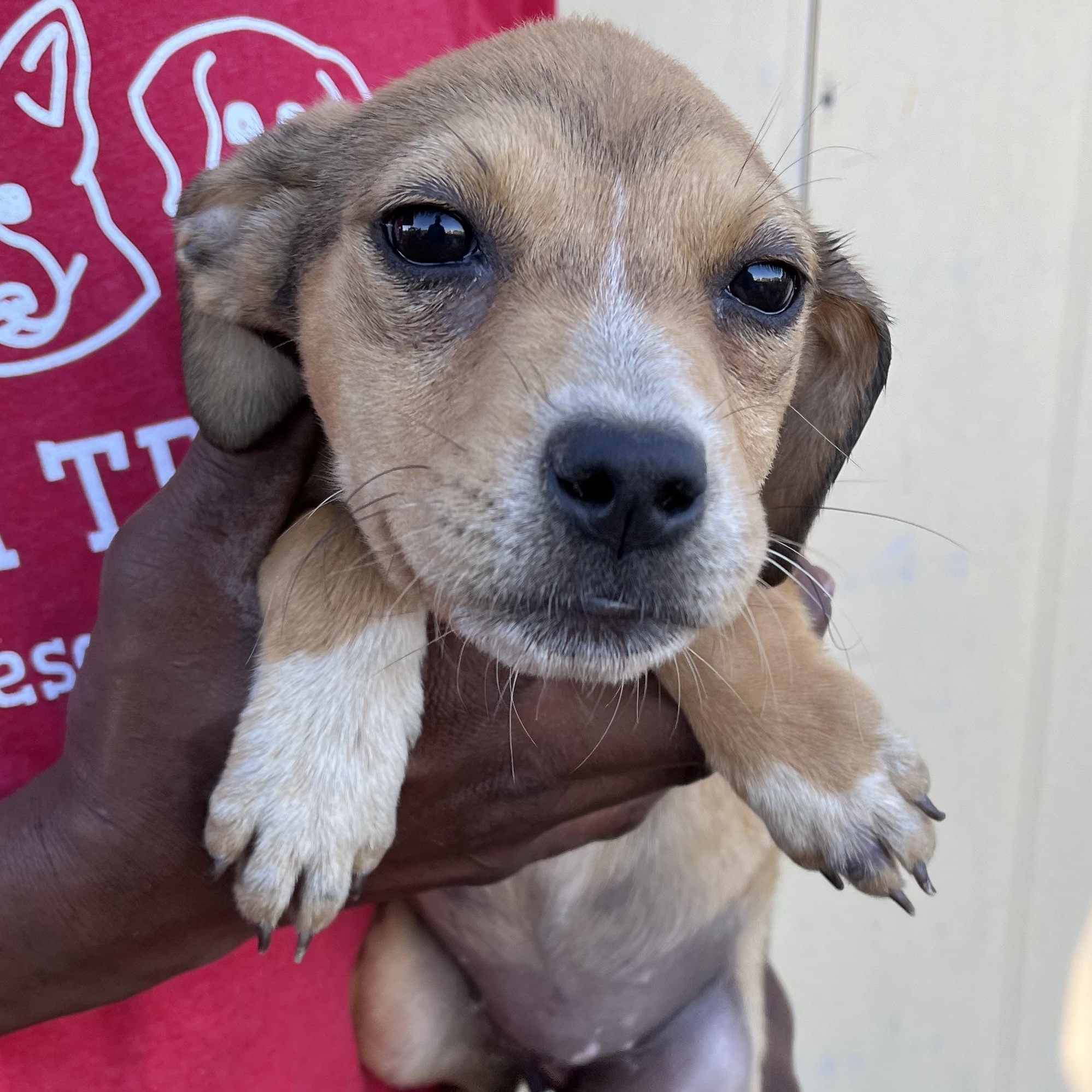 Dog for adoption - Rain - Local Feb 1-2, a Labrador Retriever Mix in ...