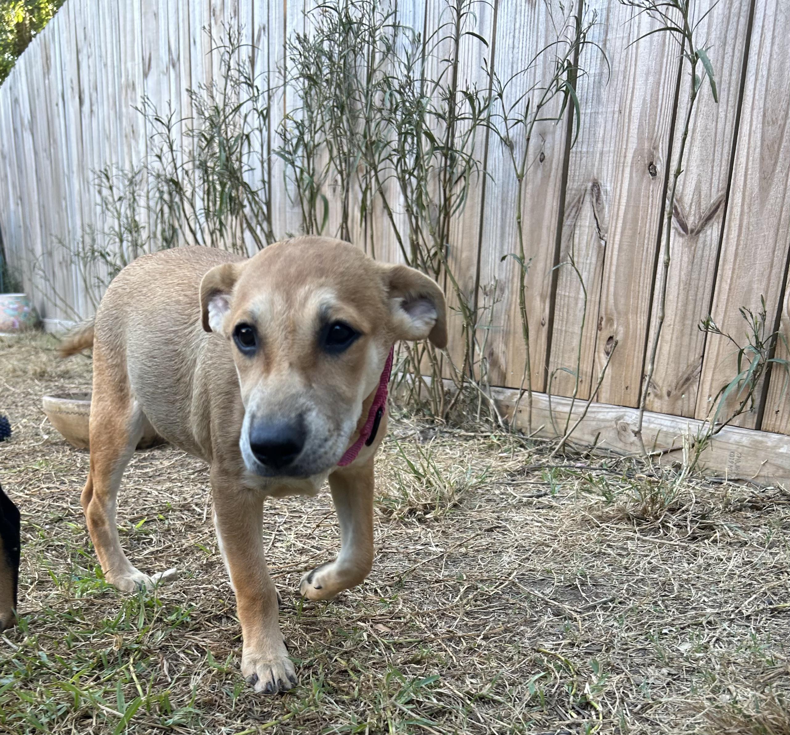Dog for adoption - Jolene, a Shepherd Mix in Brentwood, TN | Petfinder