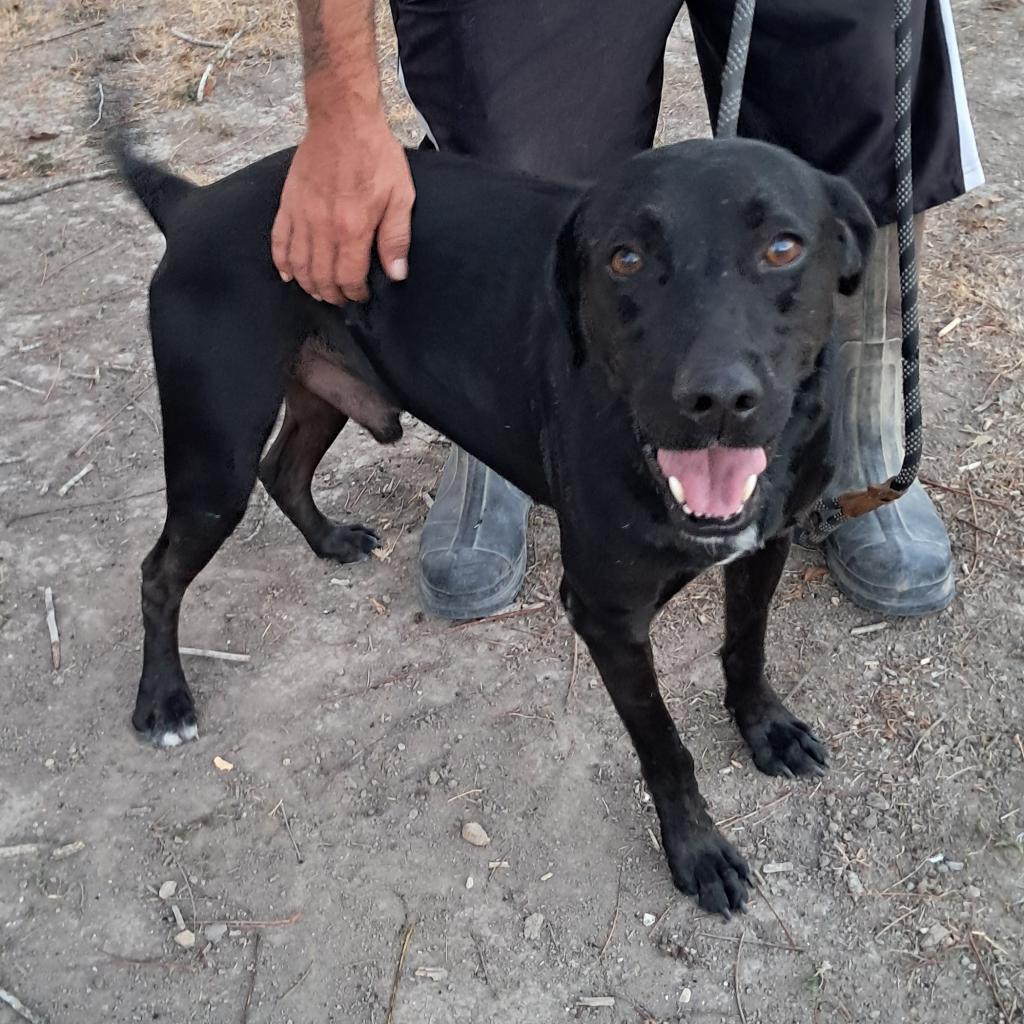Dog for adoption - Gusher JuM, a Black Labrador Retriever Mix in ...