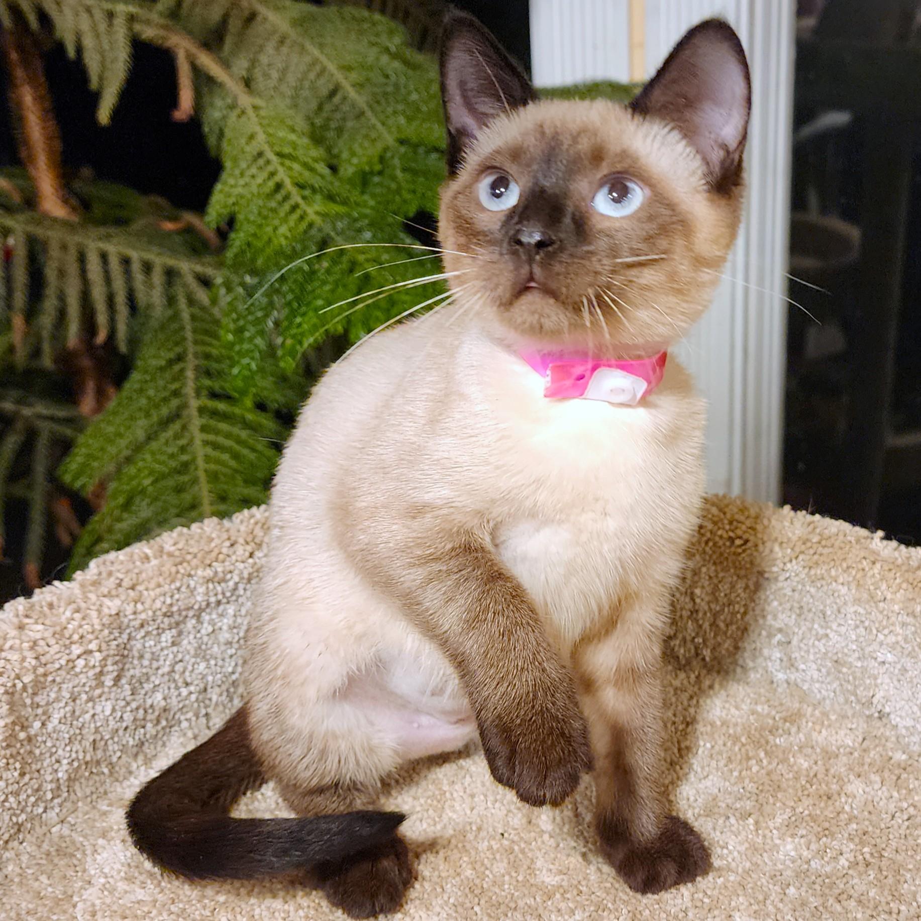 Cat for adoption - NARA - RADIANT GIRL, a Siamese in Danbury, CT ...