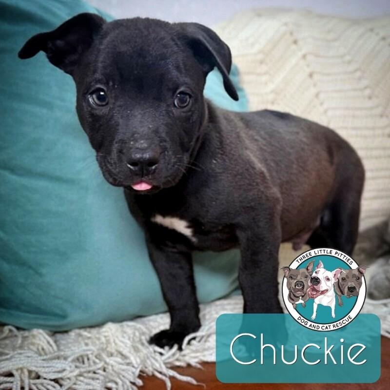 Dog for adoption - Chuckie Rugrat, a Pit Bull Terrier & Labrador Retriever Mix in Delta, BC ...