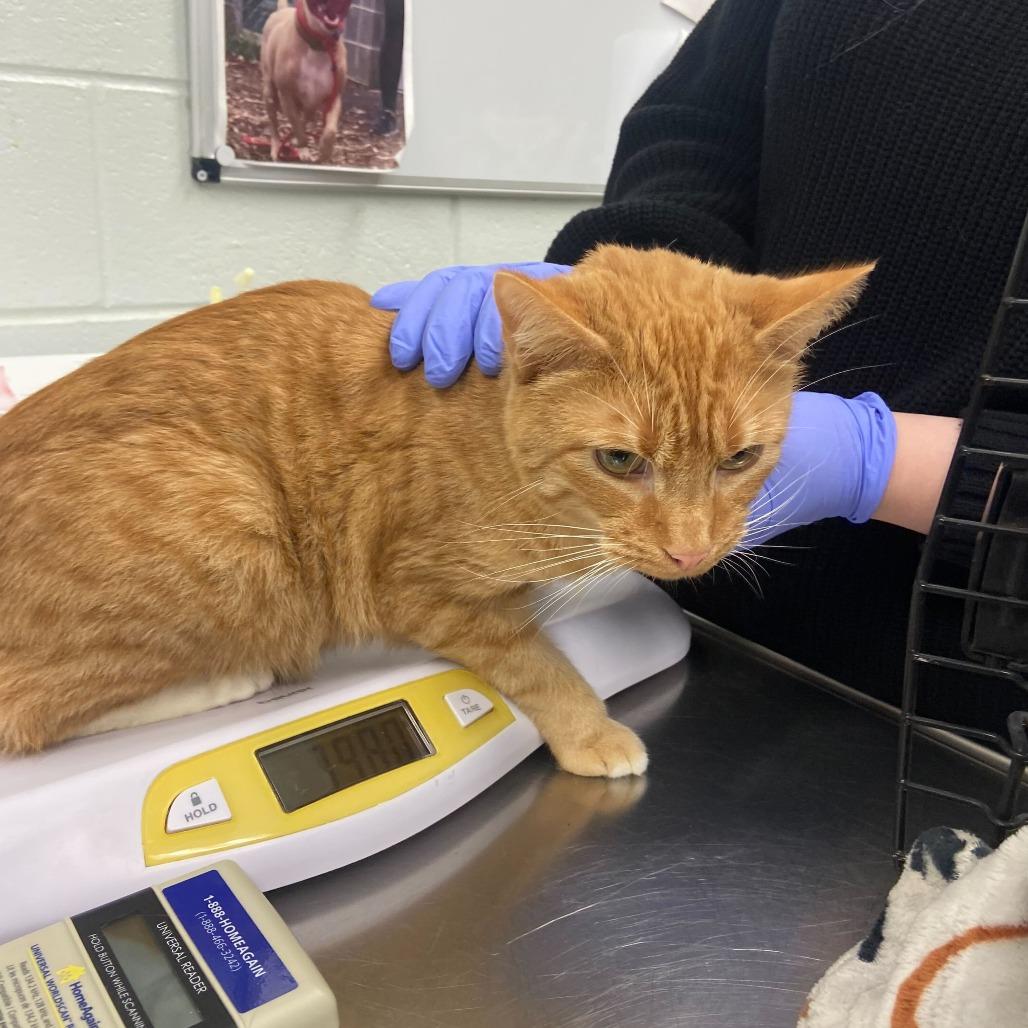 Adopt Timon in Chattanooga | Domestic Short Hair cat | Buddy