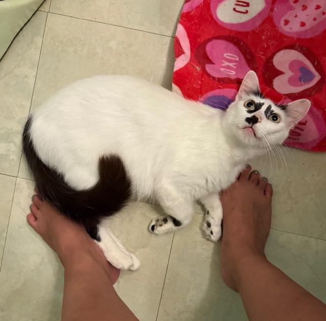 Cat for adoption - Doti "Inkling" lap cat (1.5 years), a Domestic Short ...
