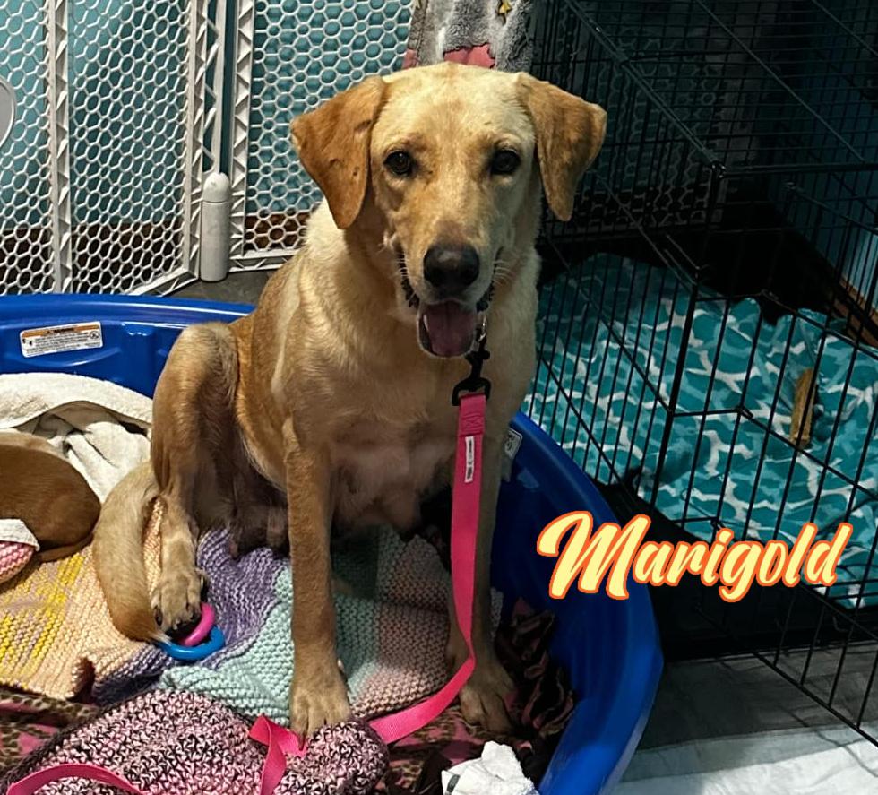 Dog for adoption - Marigold, a Yellow Labrador Retriever Mix in Elburn ...