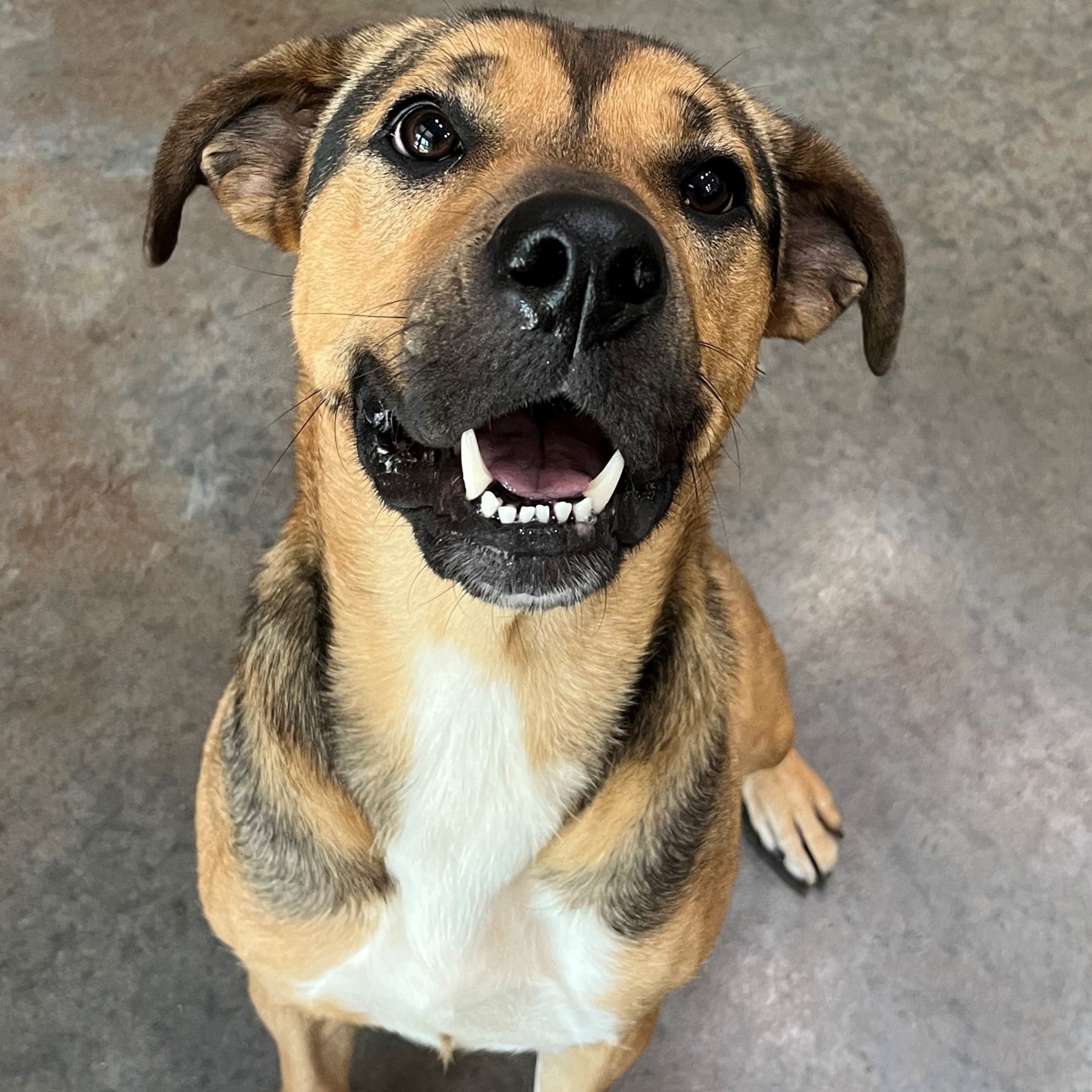 Dog for adoption - Waffles, a Hound Mix in Versailles, KY | Petfinder