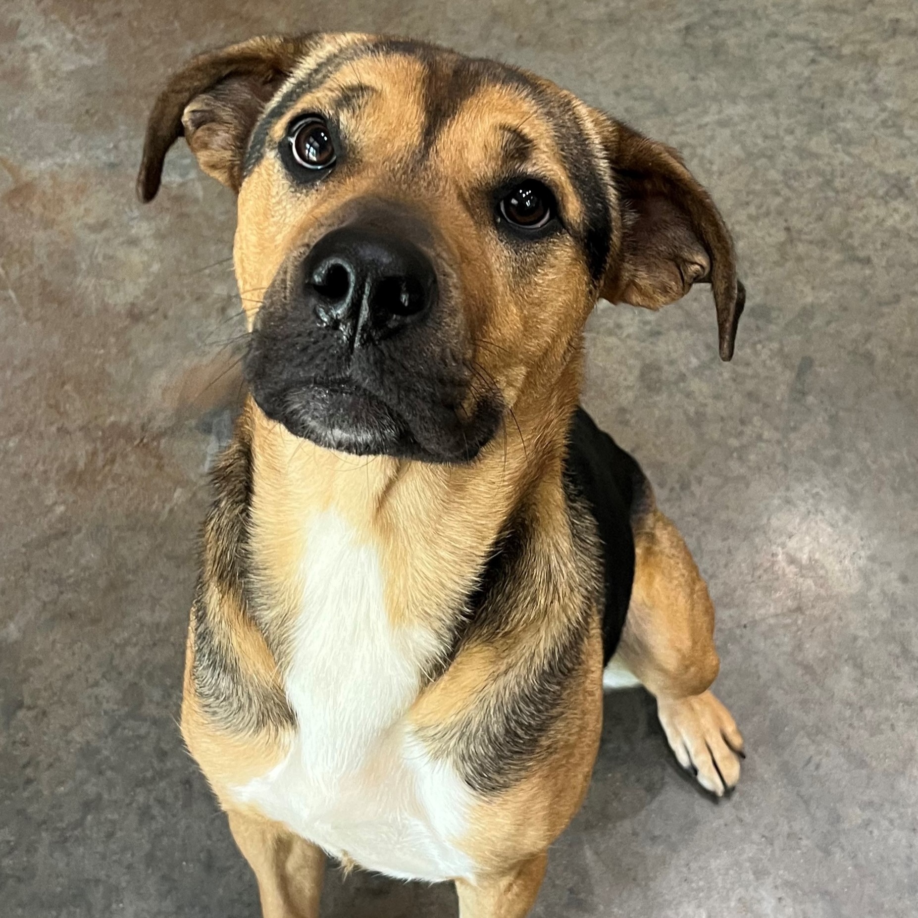 Dog for adoption - Waffles, a Hound Mix in Versailles, KY | Petfinder