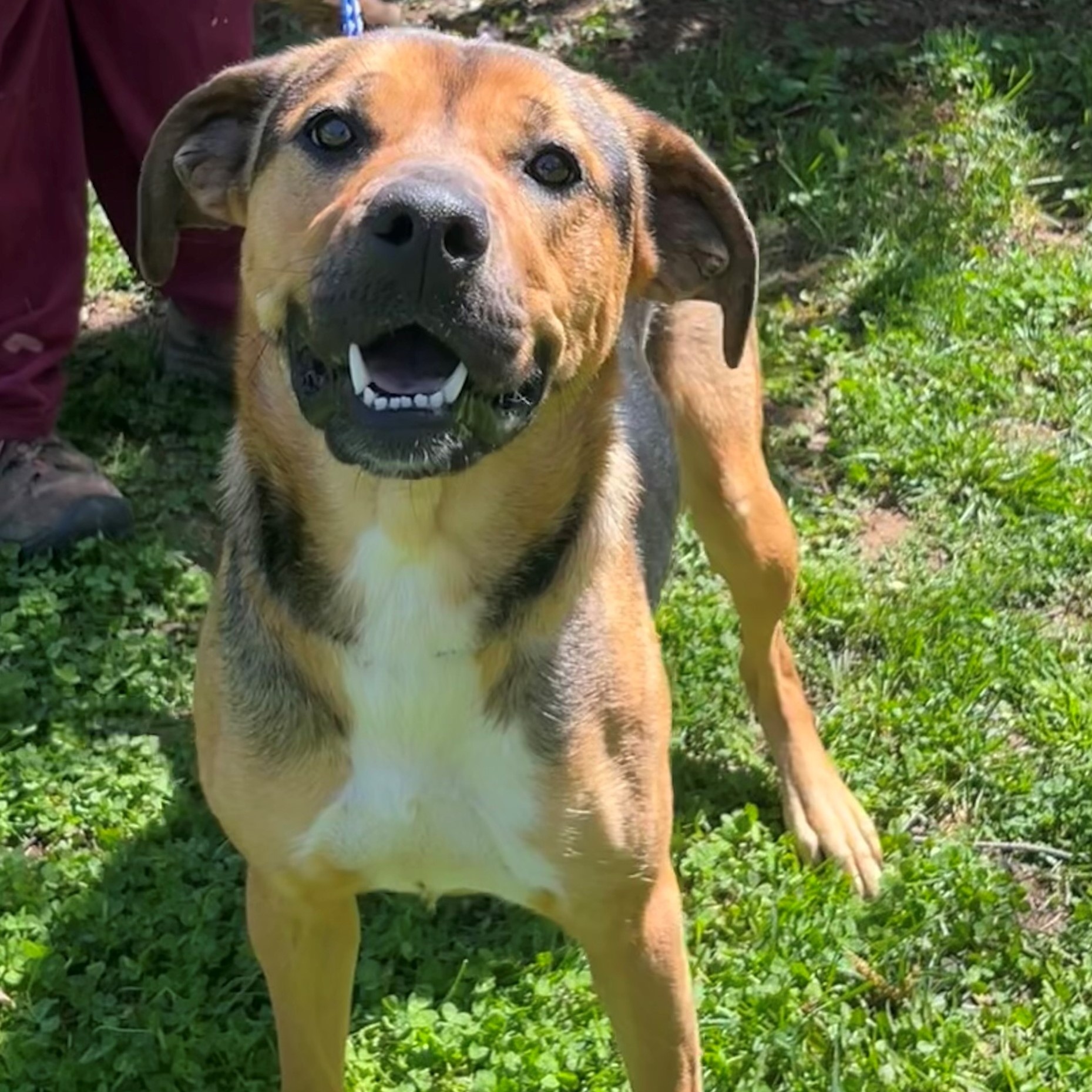 Dog for adoption - Waffles, a Hound Mix in Versailles, KY | Petfinder