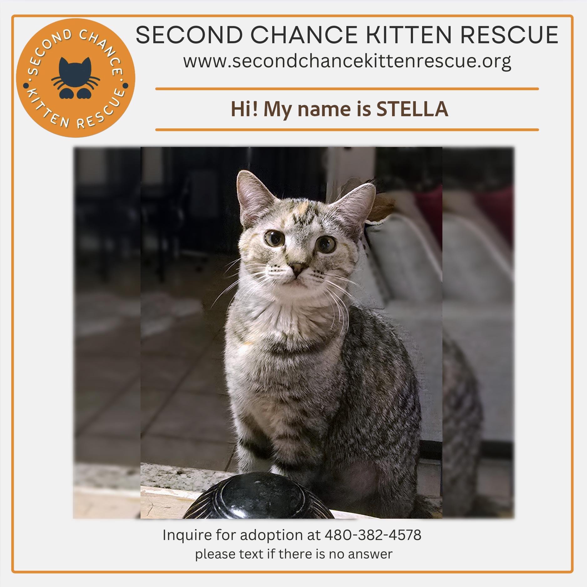 Cat for adoption - STELLA, a Calico & Tabby Mix in PHOENIX, AZ | Petfinder