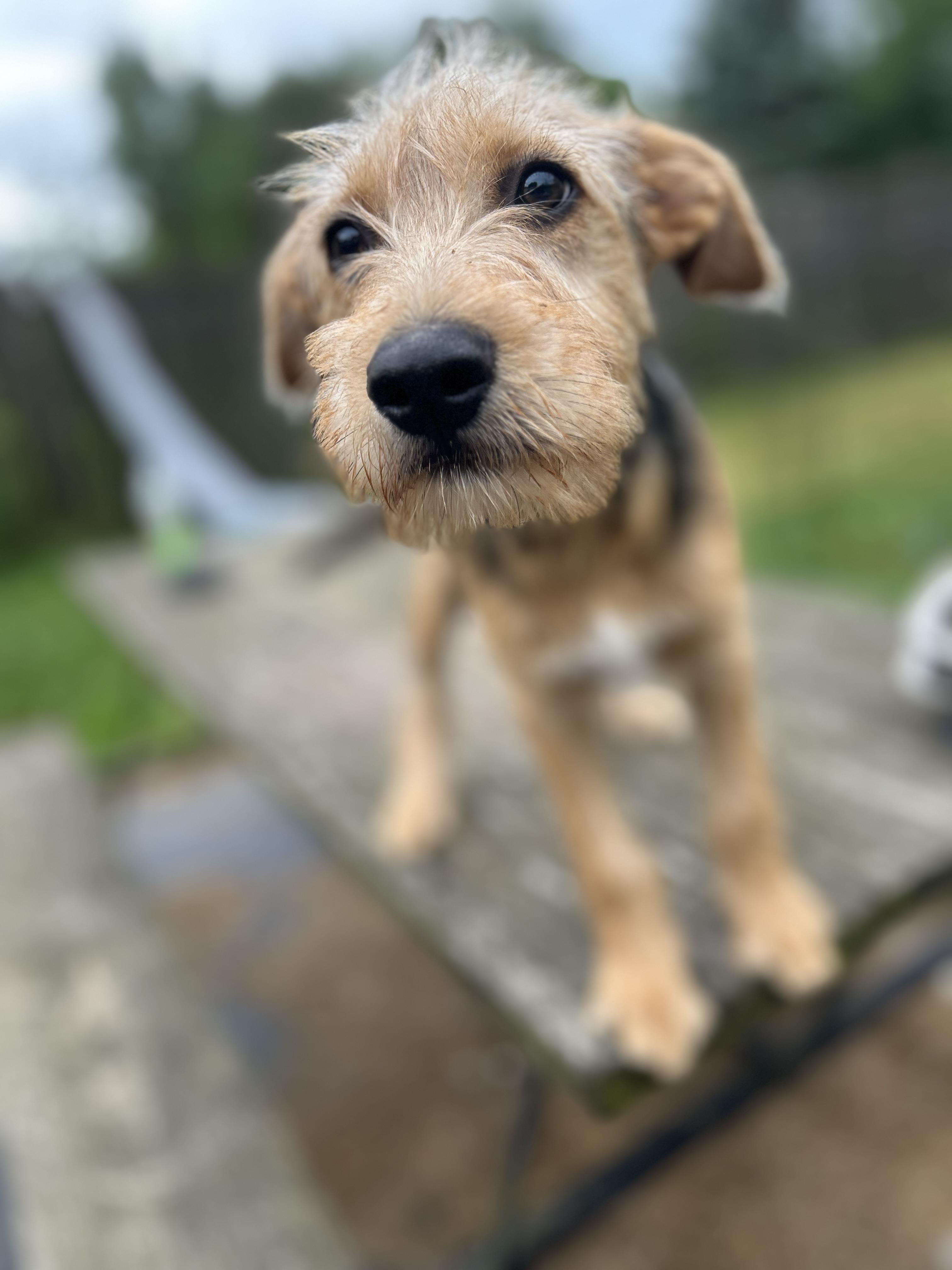 Dog for adoption - Romeo, an Airedale Terrier Mix in West Falls, NY ...