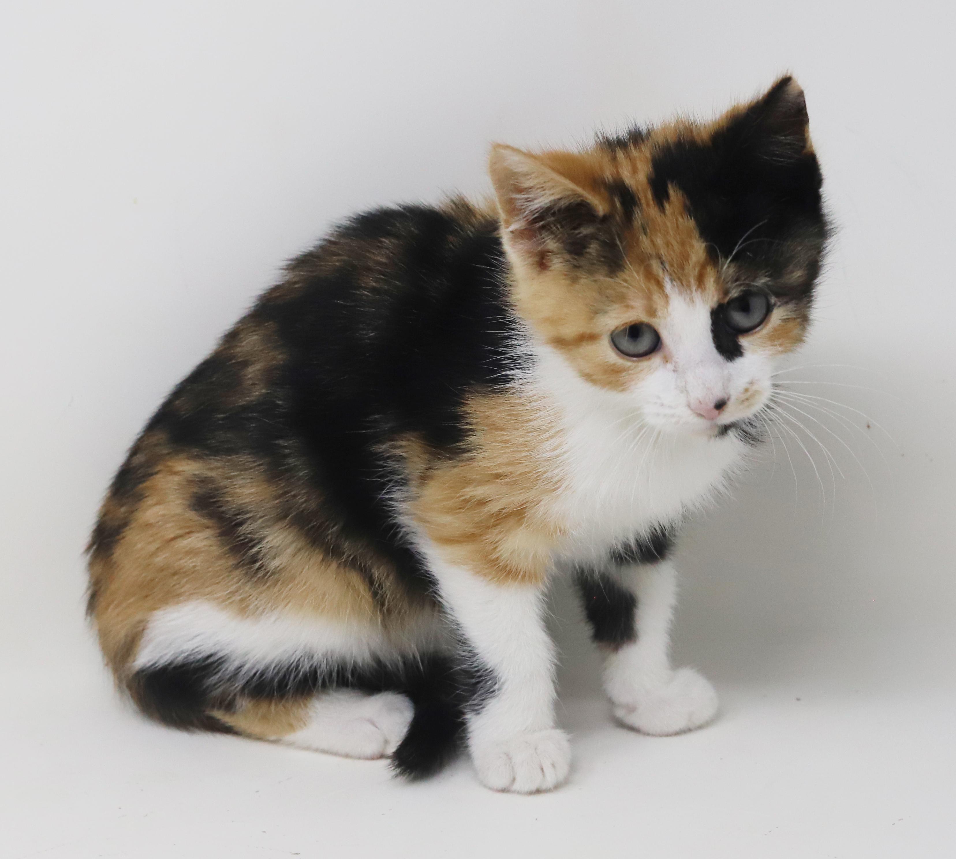 Cat for adoption - Lady Bug is a tiny love bug - she's a rainbow of ...