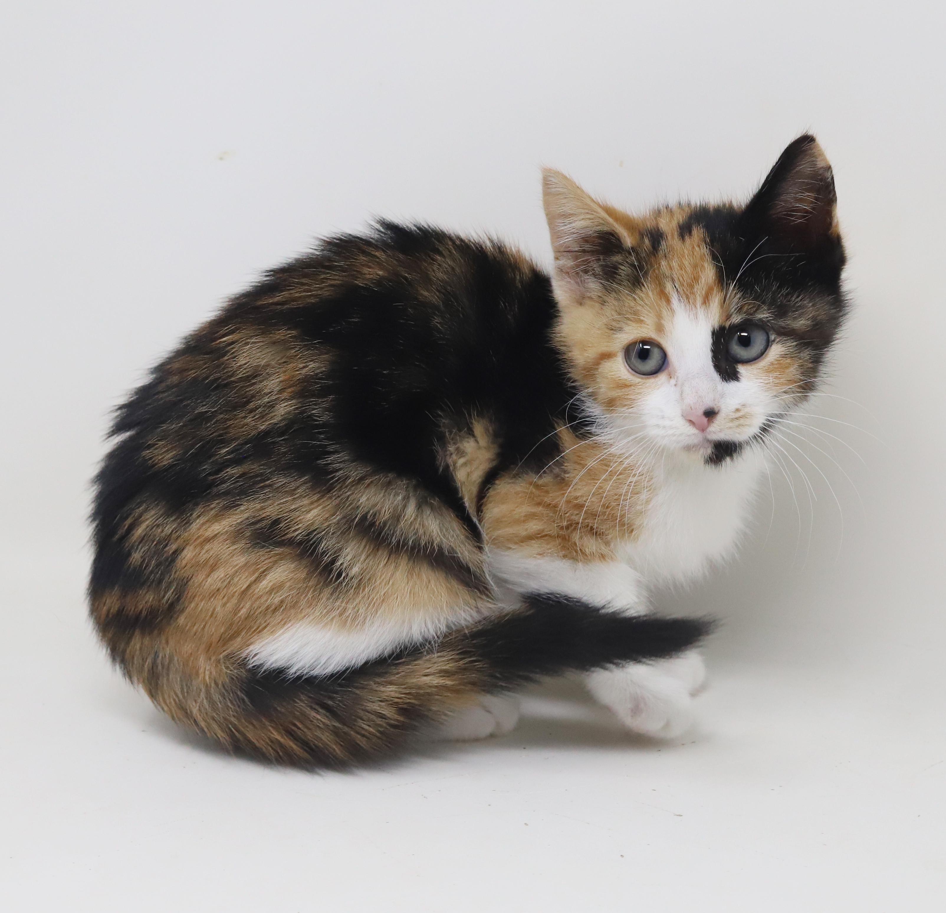 Cat for adoption - Lady Bug is a tiny love bug - she's a rainbow of ...