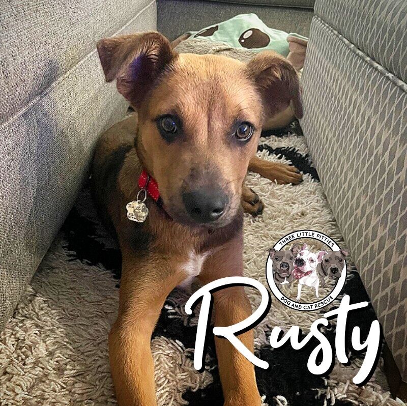 Dog for adoption - Rusty James, a Shepherd Mix in Marysville, WA | Petfinder