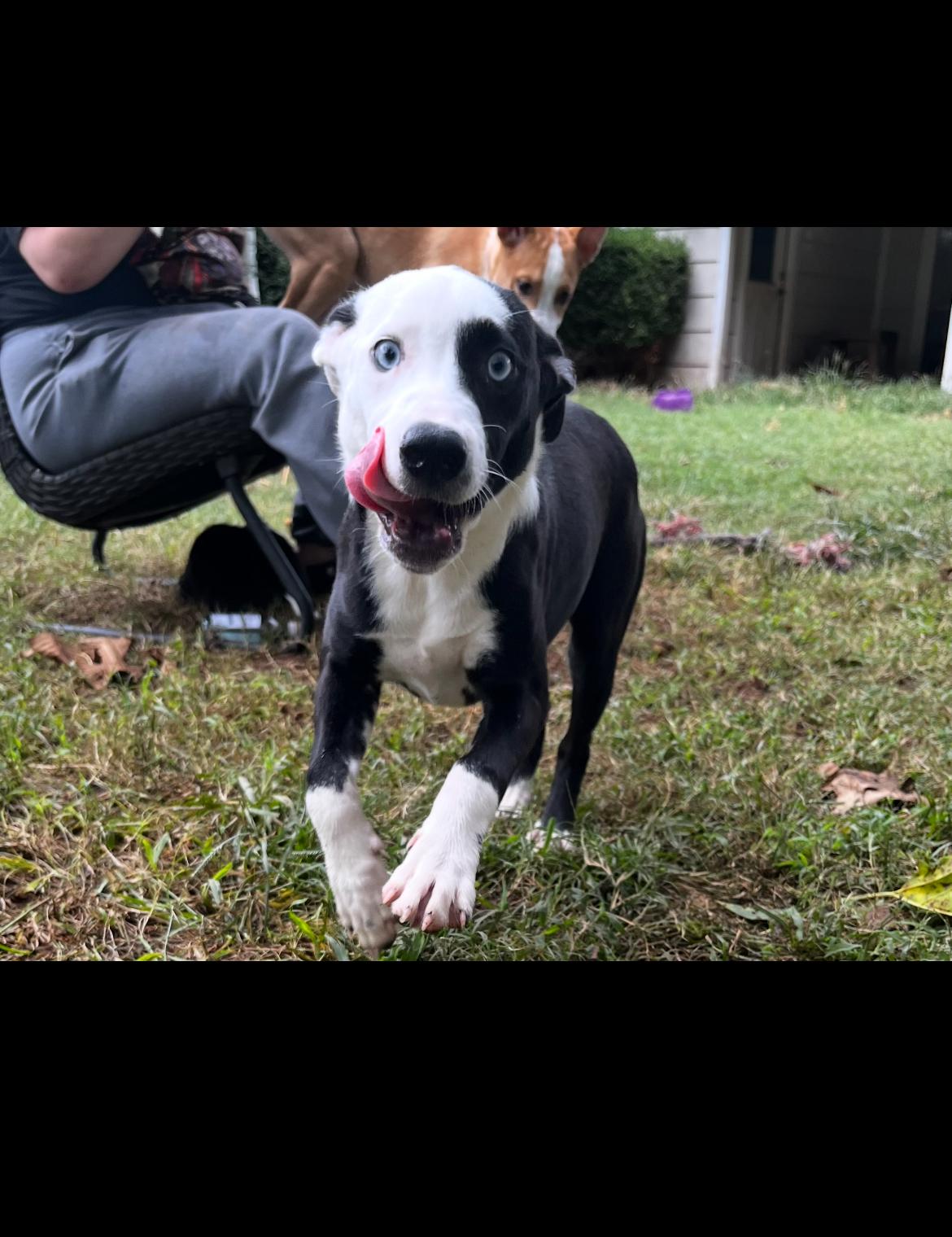 Dog for adoption - Squiggle, a Border Collie Mix in Portland, OR | Petfinder
