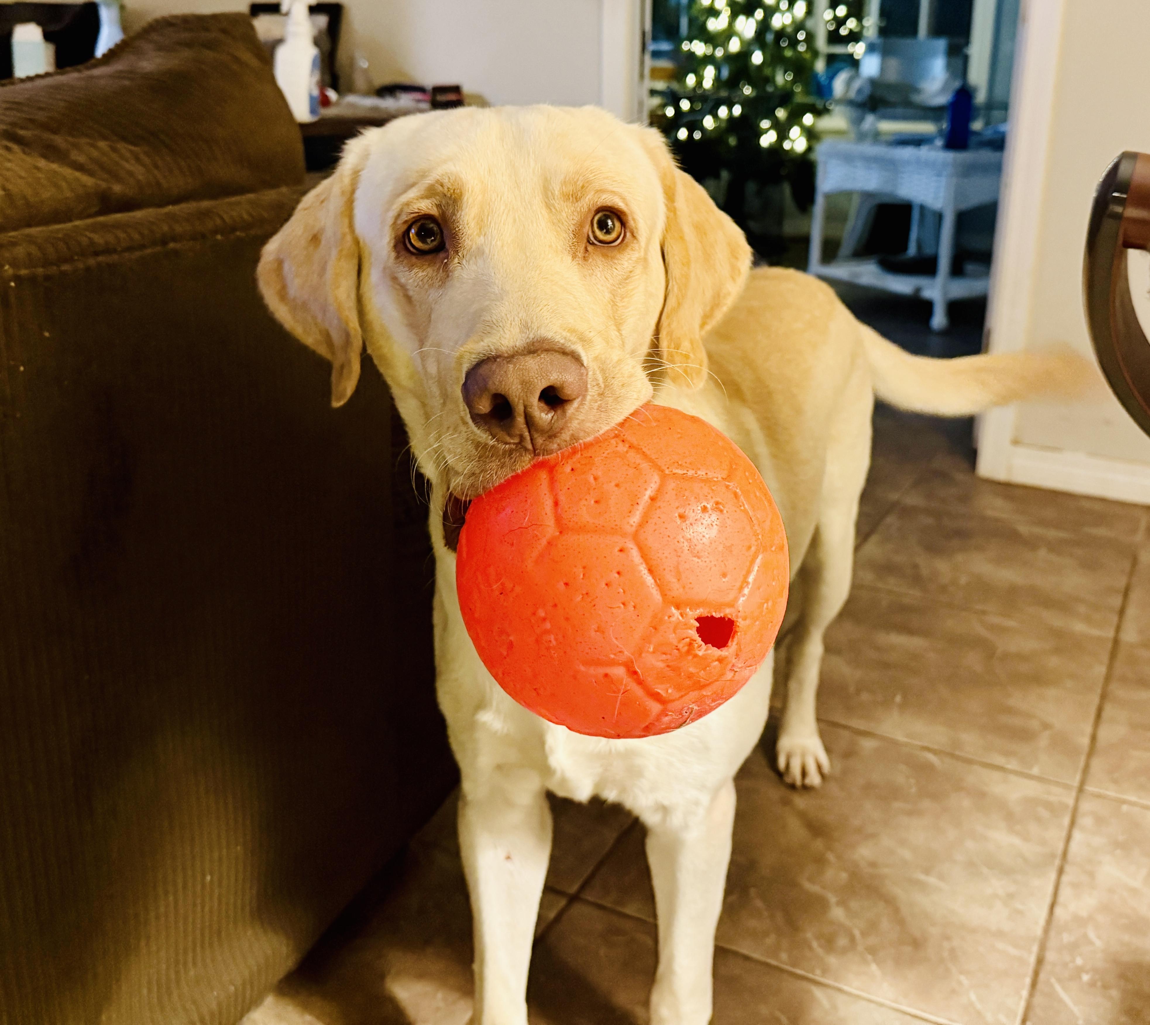Dog for adoption - Reacher, a Yellow Labrador Retriever in Harrisburg ...