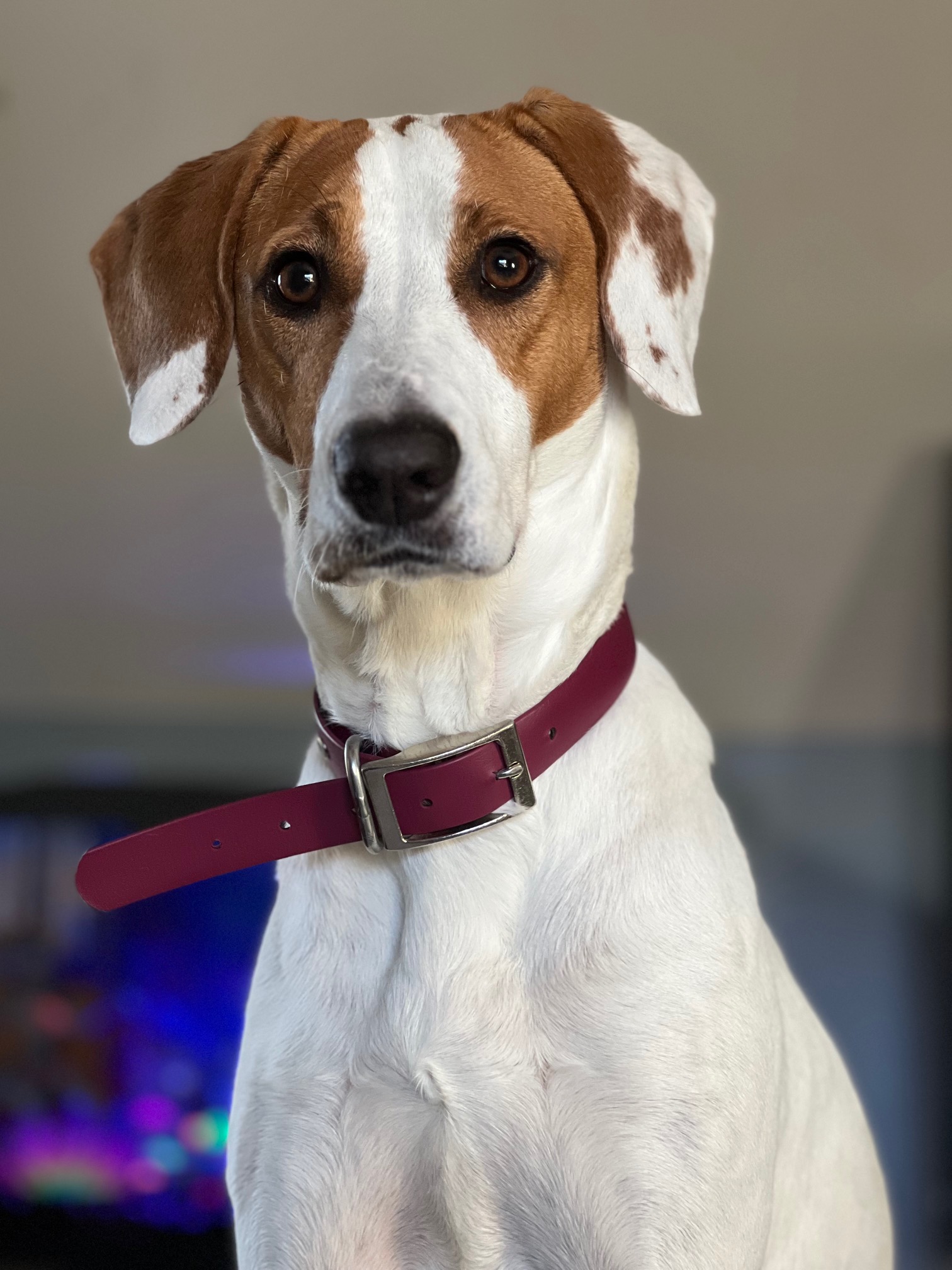 Dog for adoption - COURTESY POST FOR WASA: Ginger, a Hound Mix in ...