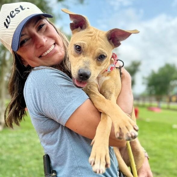 Dog for adoption - Tilly Noodle, a Pit Bull Terrier & Jack Russell ...