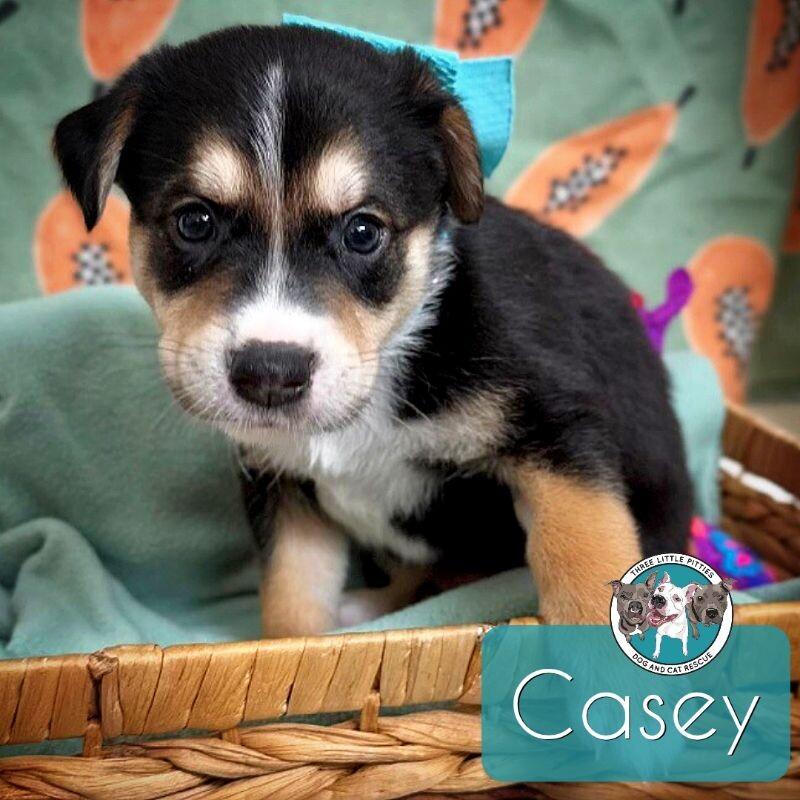 Dog for adoption - Casey Little, a German Shepherd Dog & Husky Mix in ...