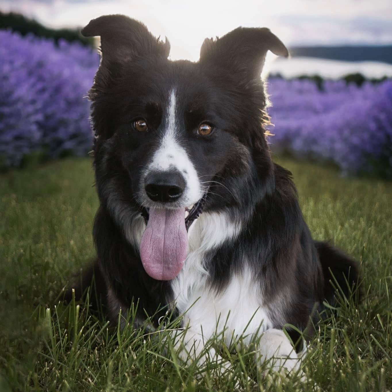 Dog for adoption - Flicker, a Border Collie in Minneapolis, MN | Petfinder