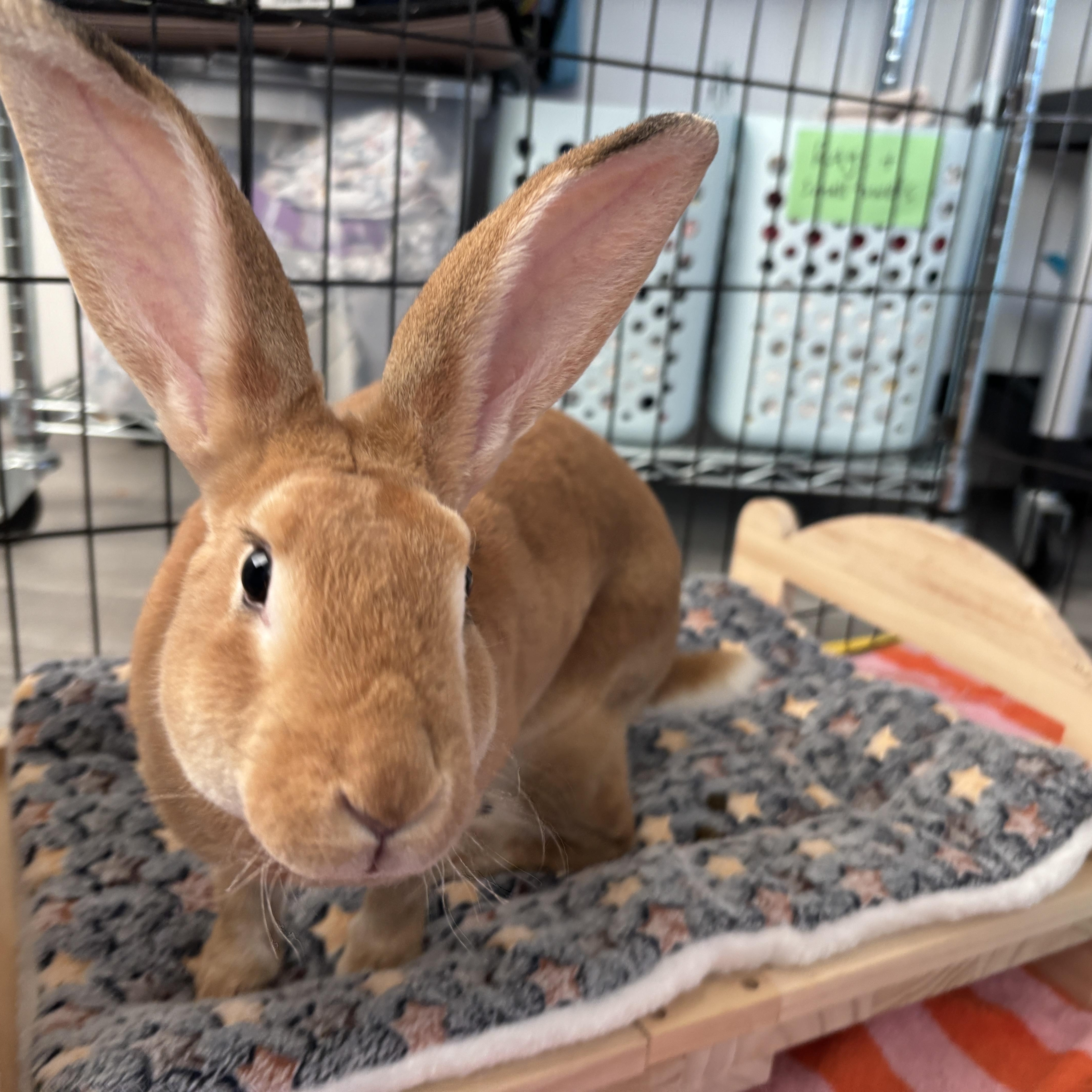 Rabbit for adoption - Pancake, a Rex Mix in Long Beach, CA | Petfinder