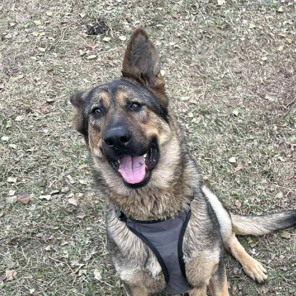 Dog for adoption - Marlene, a German Shepherd Dog Mix in Stowe, VT ...