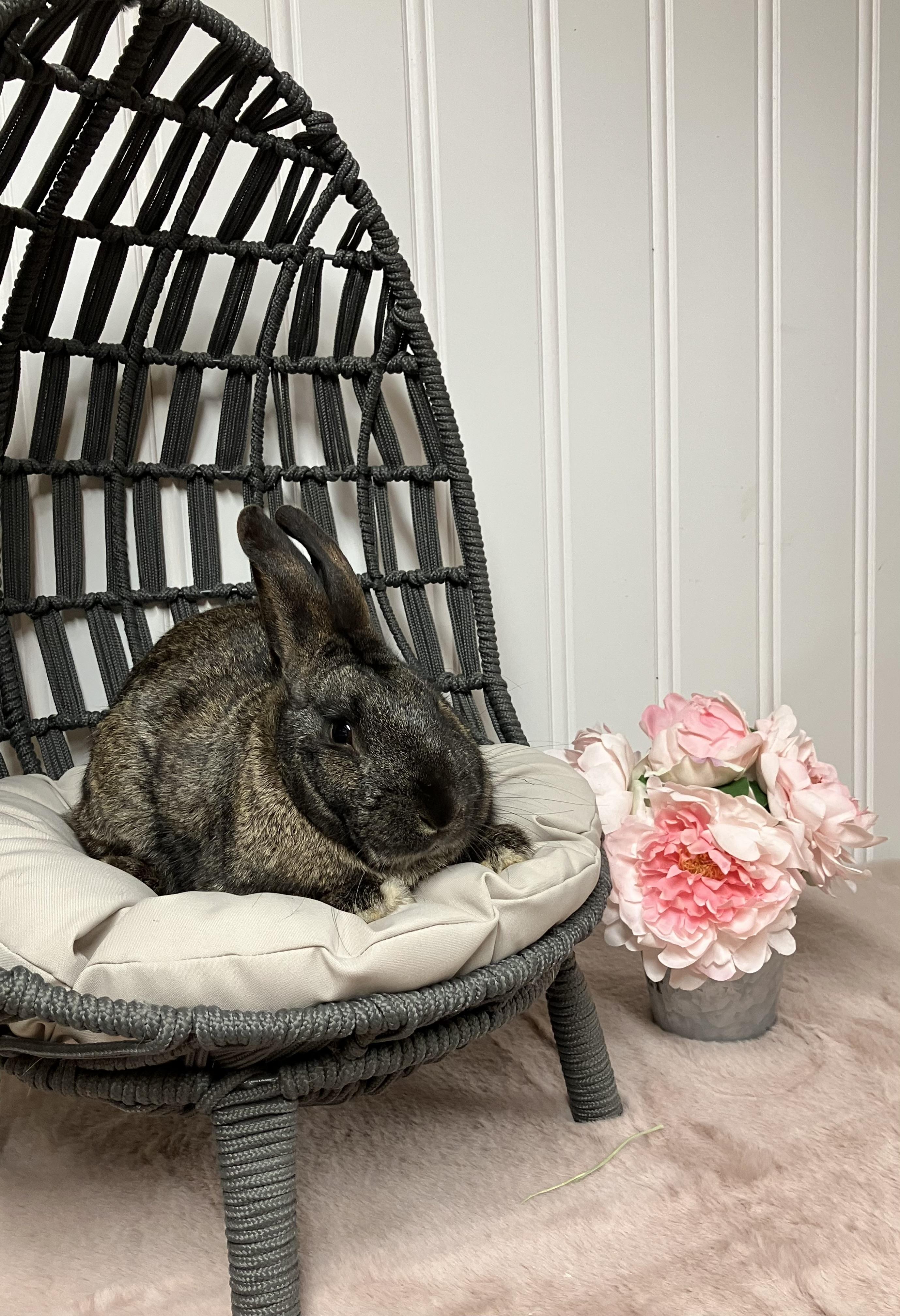 Rabbit for adoption - Nugget, an American in Columbia, SC | Petfinder
