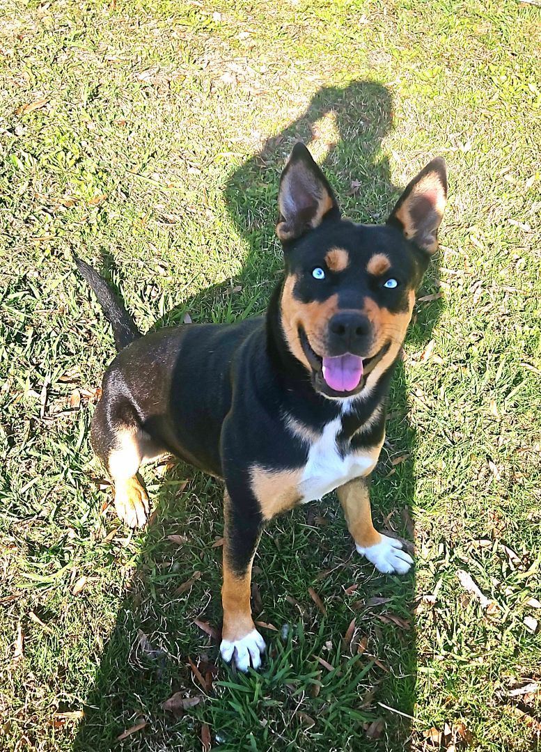 Dog for adoption - LOLA, an Australian Kelpie & Husky Mix in Clive, IA ...