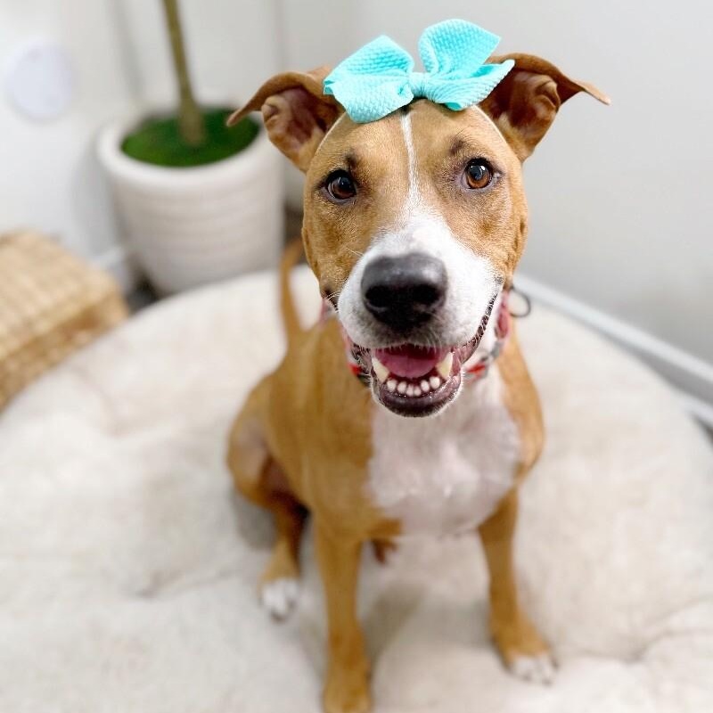 Dog for adoption - Smores the WFH family doggie, a Pit Bull Terrier ...