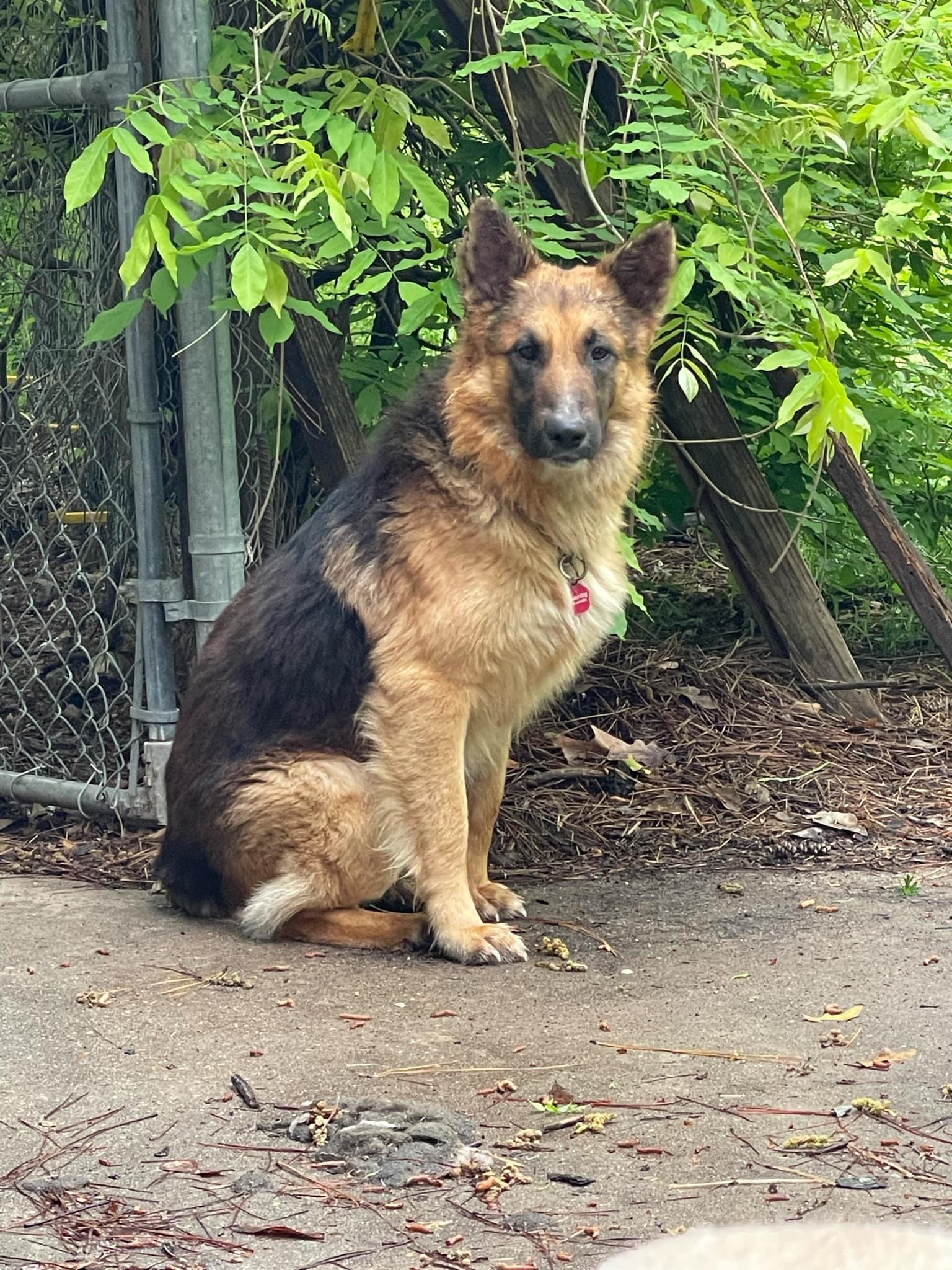 Dog for adoption - Grover and Brody(Bear)--Coming Soon!, a German ...