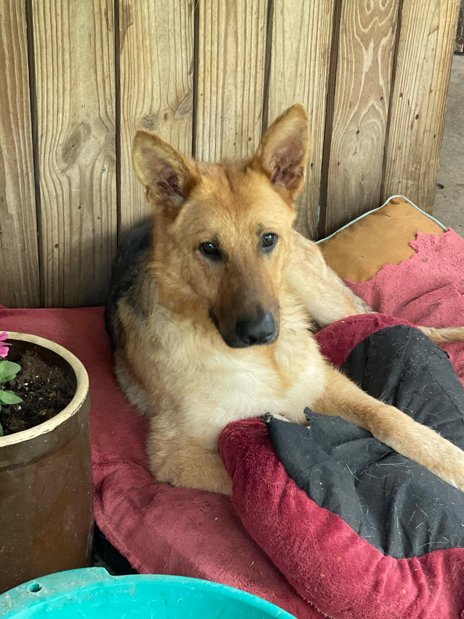 Dog for adoption - Grover and Brody(Bear)--Coming Soon!, a German ...