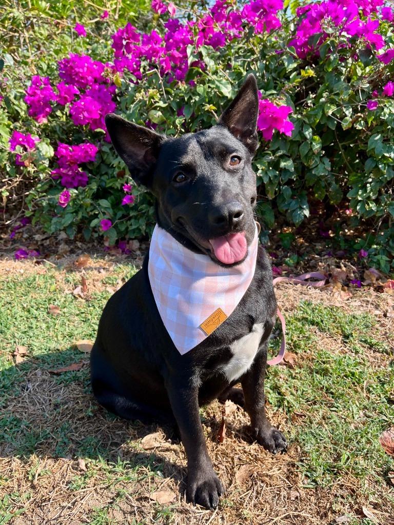 Dog for adoption - Sadie, a Black Labrador Retriever Mix in Portland, OR | Petfinder