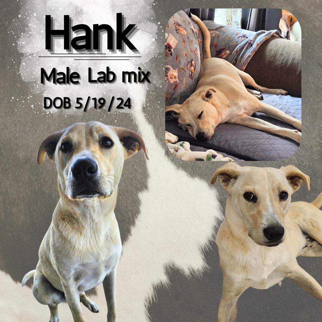 Dog for adoption - Hank, a Labrador Retriever Mix in Cranston, RI ...