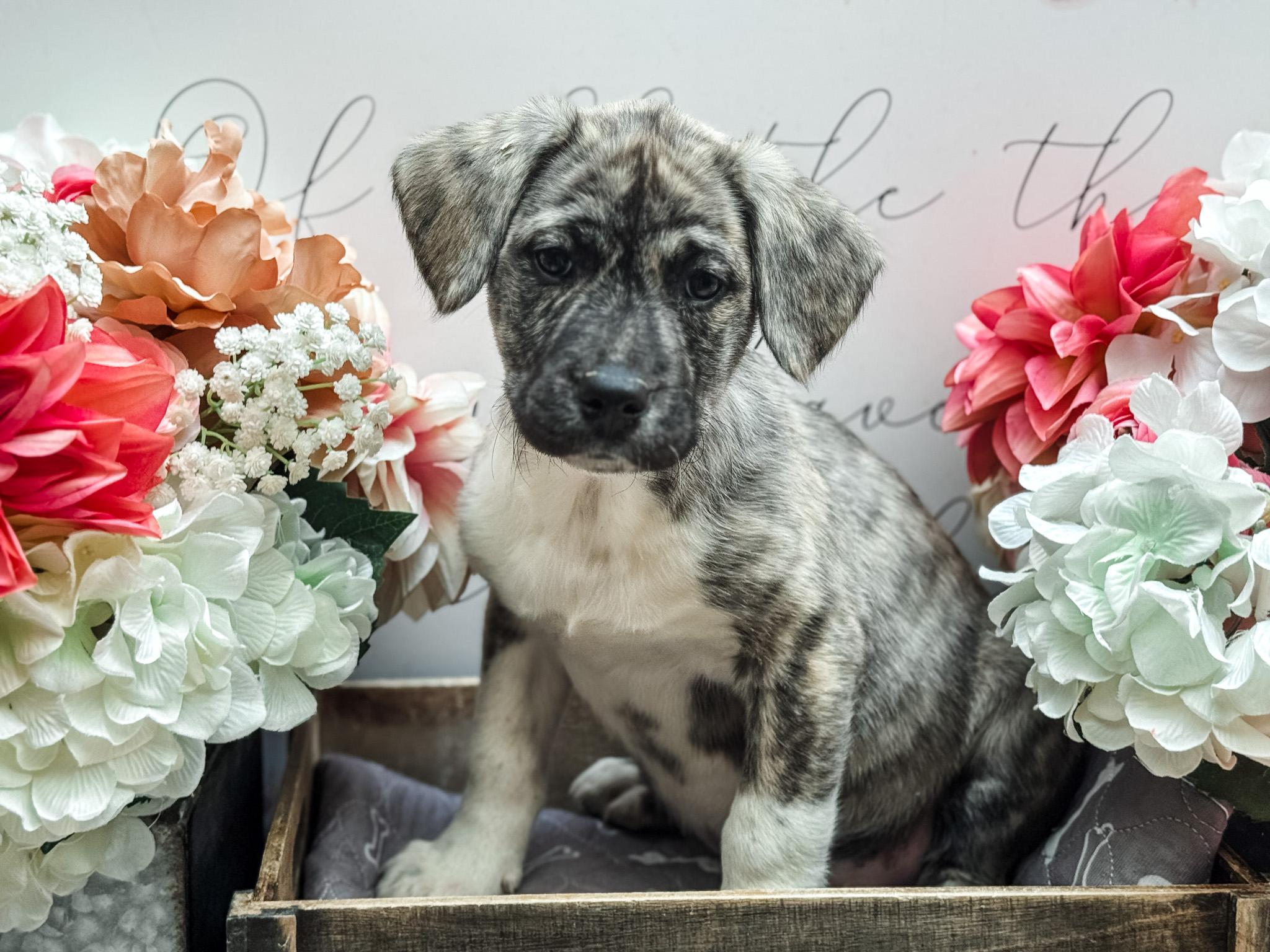 Dog for adoption - Flo, a Mastiff & Boxer Mix in Newberg, OR | Petfinder