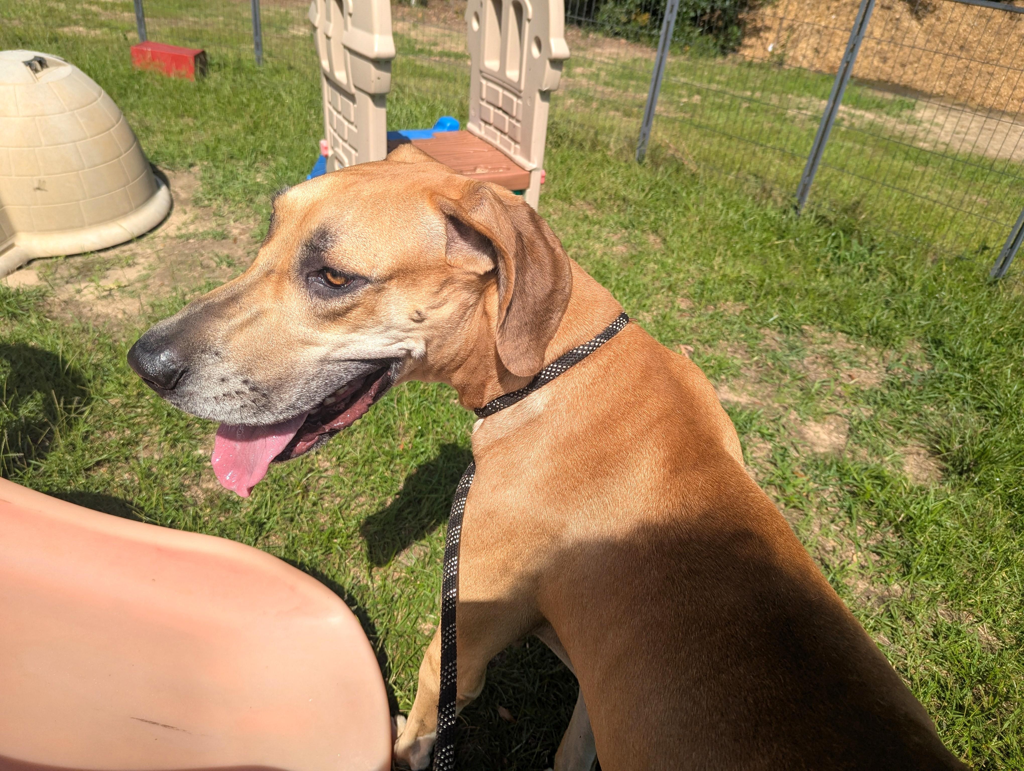 Dog for adoption - BIRDIE, a Great Dane in Fosters, AL | Petfinder