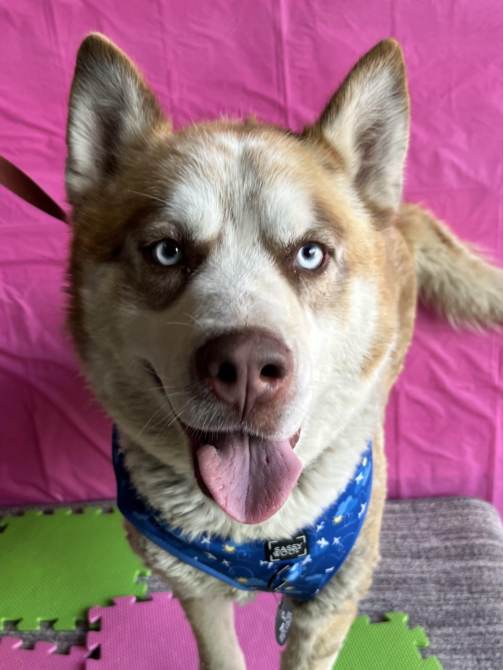 Dog for adoption - Fennec, a Husky Mix in Pasadena, CA | Petfinder