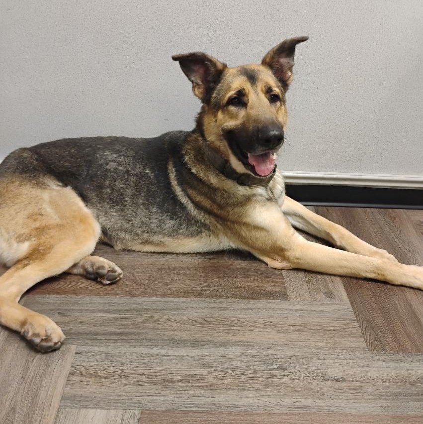 Dog for adoption - Sarge, a German Shepherd Dog & Labrador Retriever ...