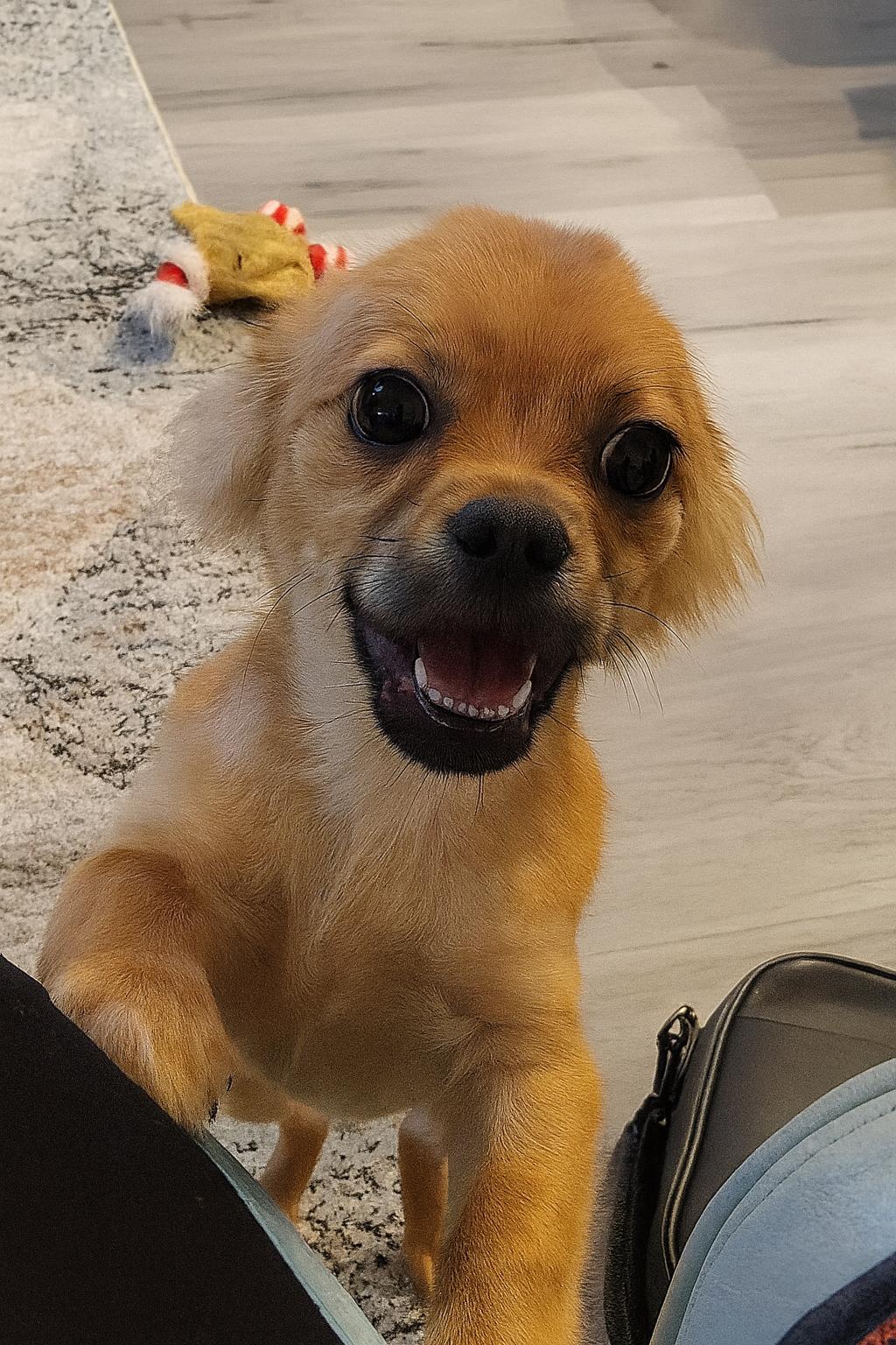 Dog for adoption - Sprout, a Papillon Mix in Walnut Creek, CA | Petfinder