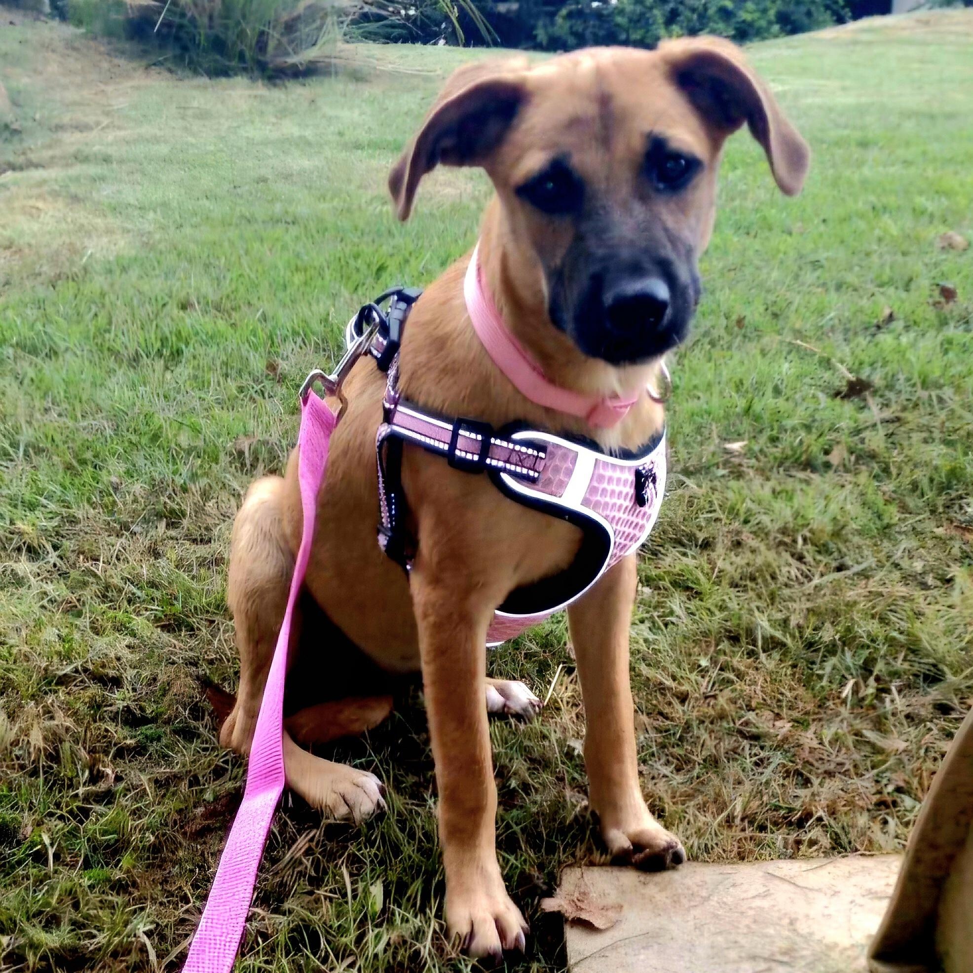 Dog for adoption - CAMI, a Labrador Retriever Mix in New York, NY ...