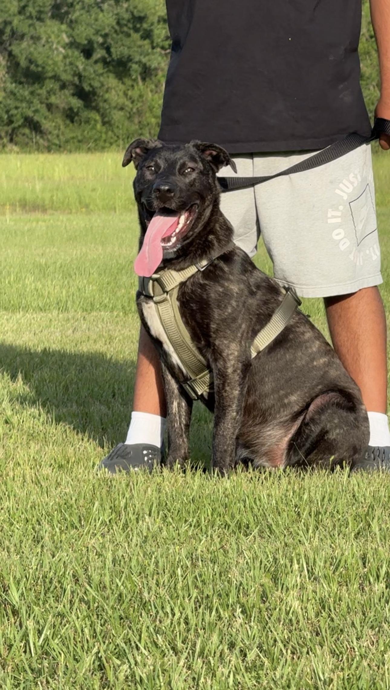 Dog for adoption - Paris, a Shepherd Mix in LATHAM, NY | Petfinder