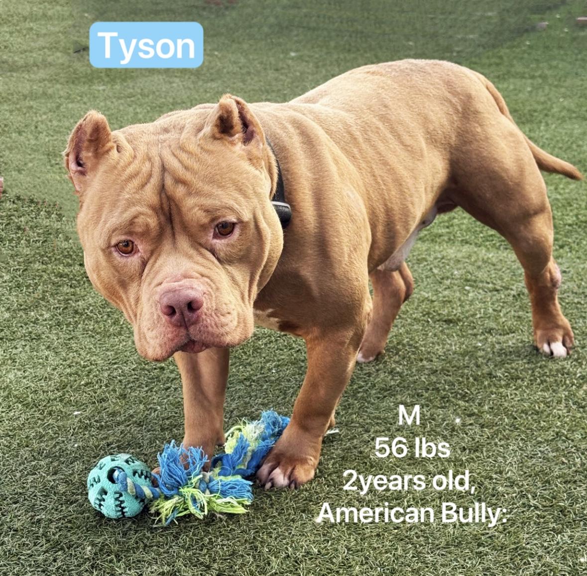 Dog for adoption - Tyson, an American Bully in Camarillo, CA | Petfinder