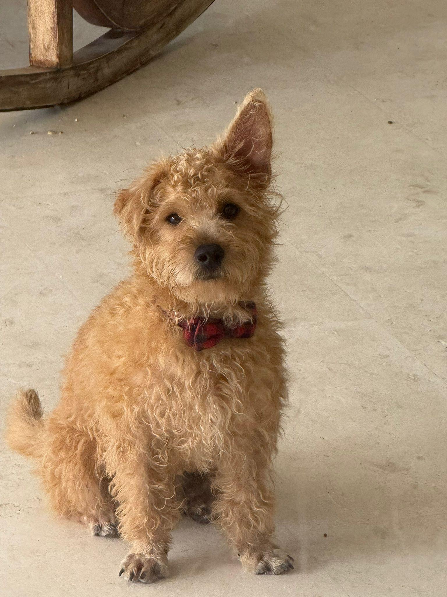 Dog for adoption - Luigi, a Goldendoodle in Miami, FL | Petfinder