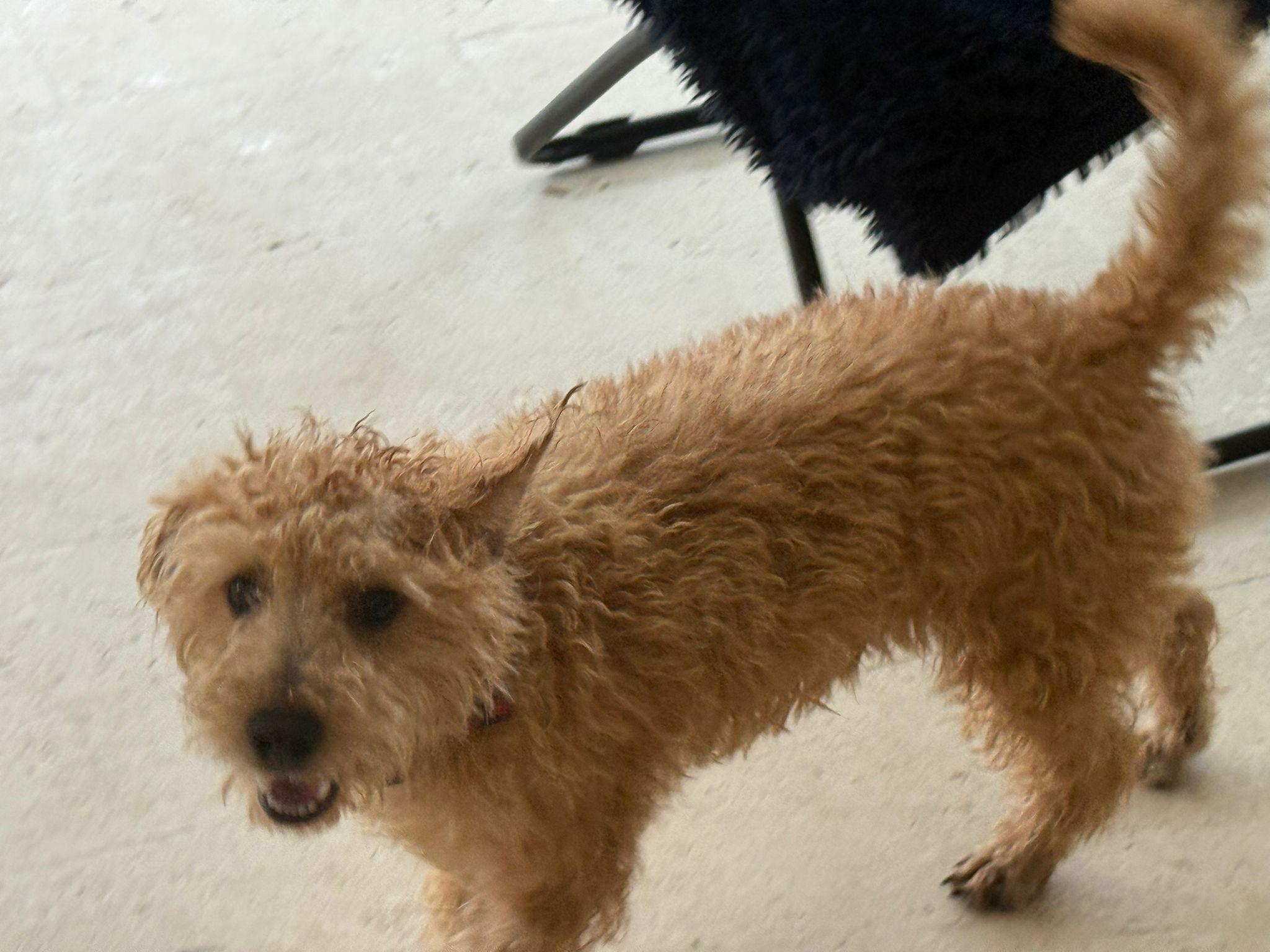 Dog for adoption - Luigi, a Goldendoodle in Miami, FL | Petfinder