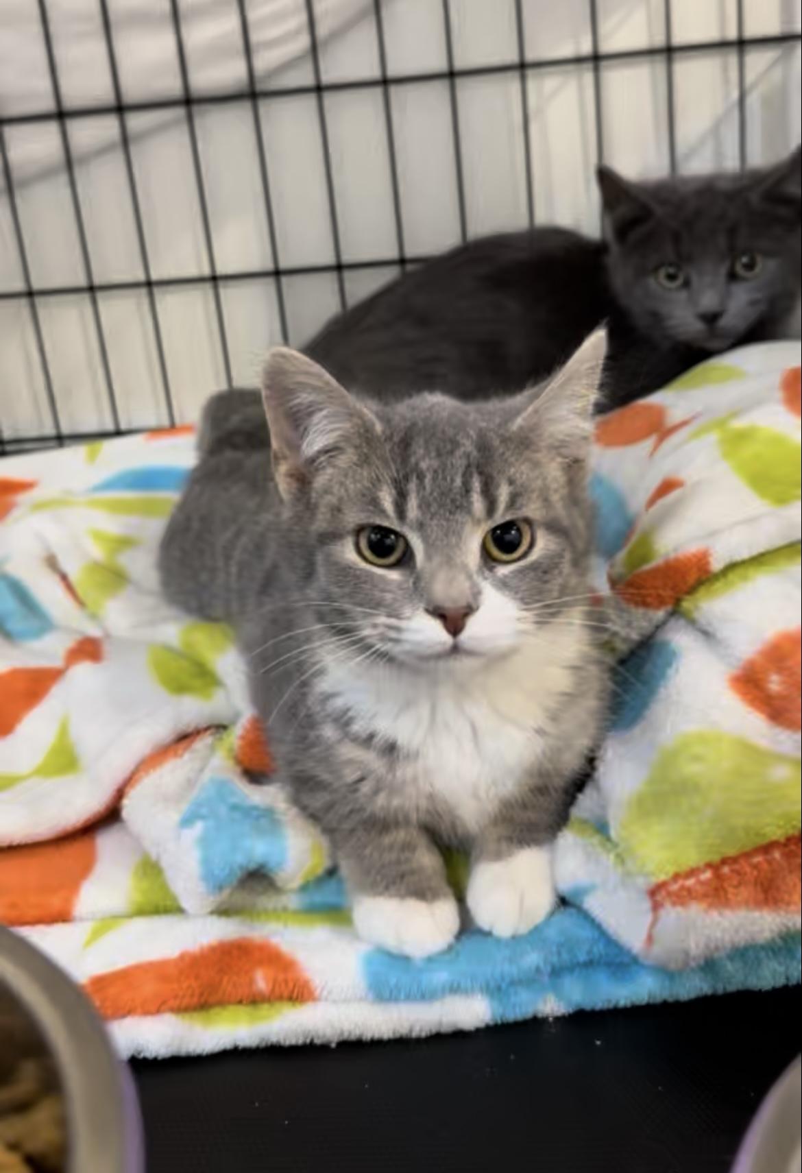 Music - Adoptable Pet | Petfinder | Petfinder