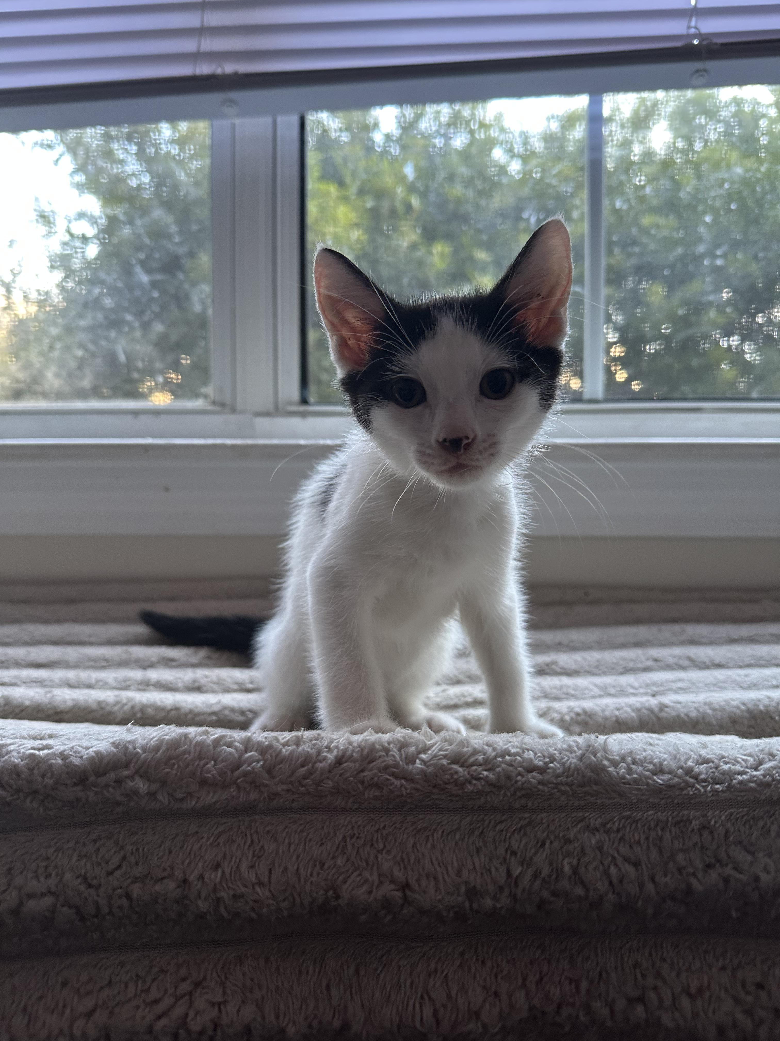 Cat for adoption - Haven, a Domestic Short Hair in Jamaica Plain, MA ...