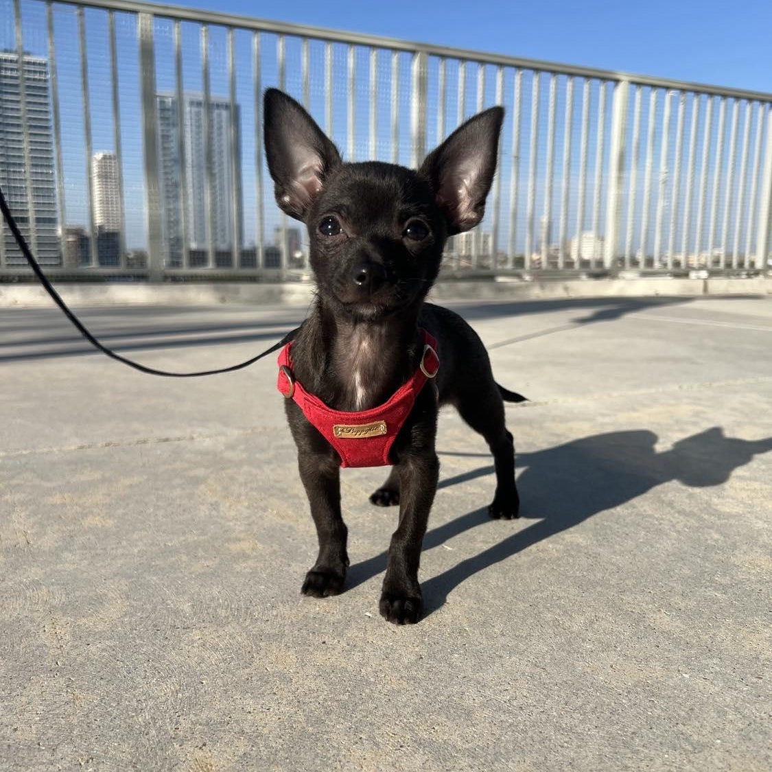 Dog for adoption - JiJi, a Chihuahua Mix in Marlborough, MA | Petfinder