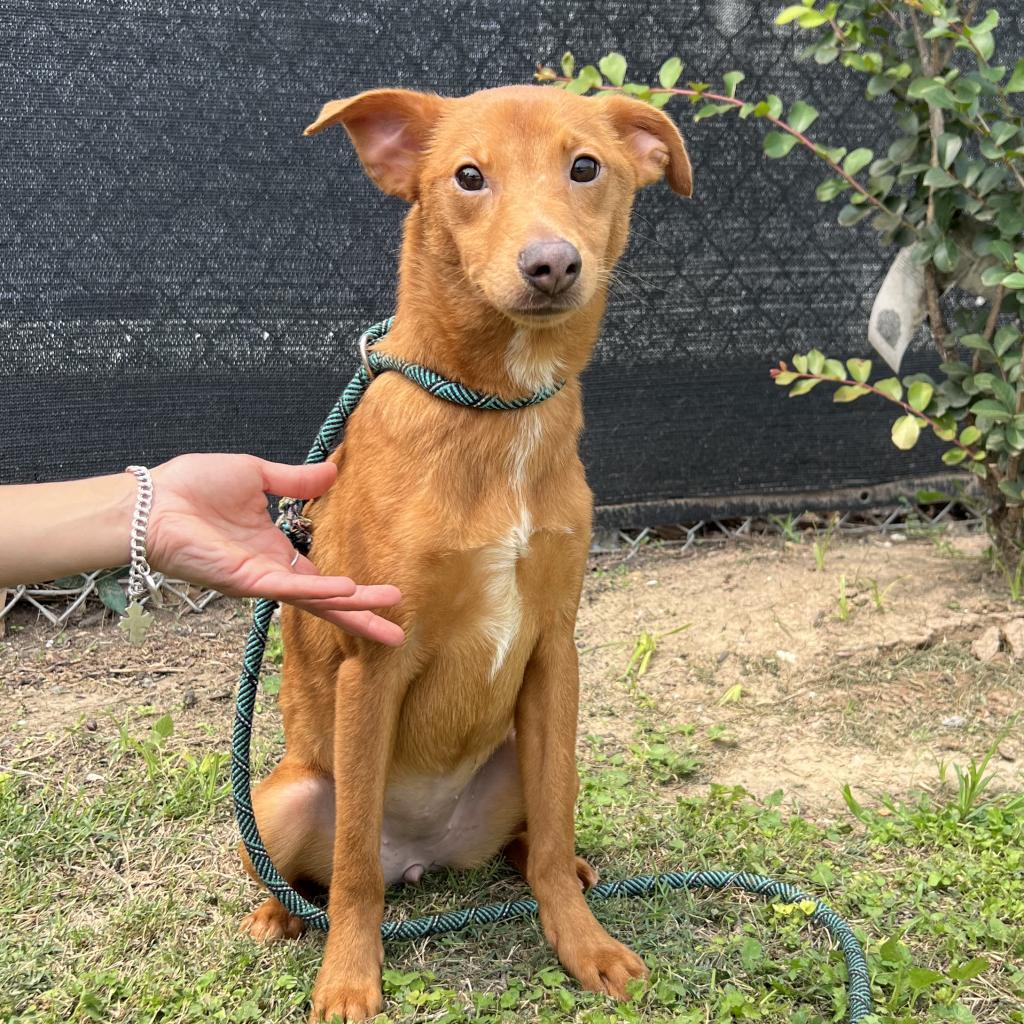 Dog for adoption - Pippa, a Labrador Retriever Mix in Ontario, OR ...